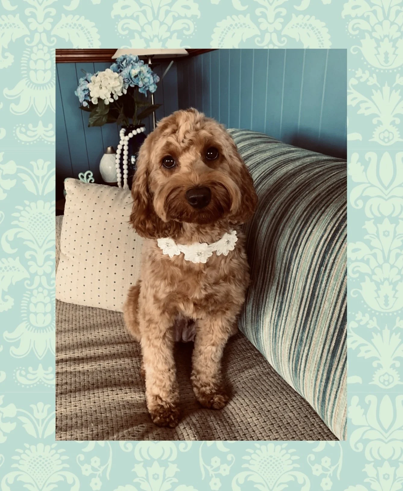 🐾 GALLERY OF OUR BESPOKE SPOODLES, DAMS, SIRES & PUPPIES — BESPOKE ...