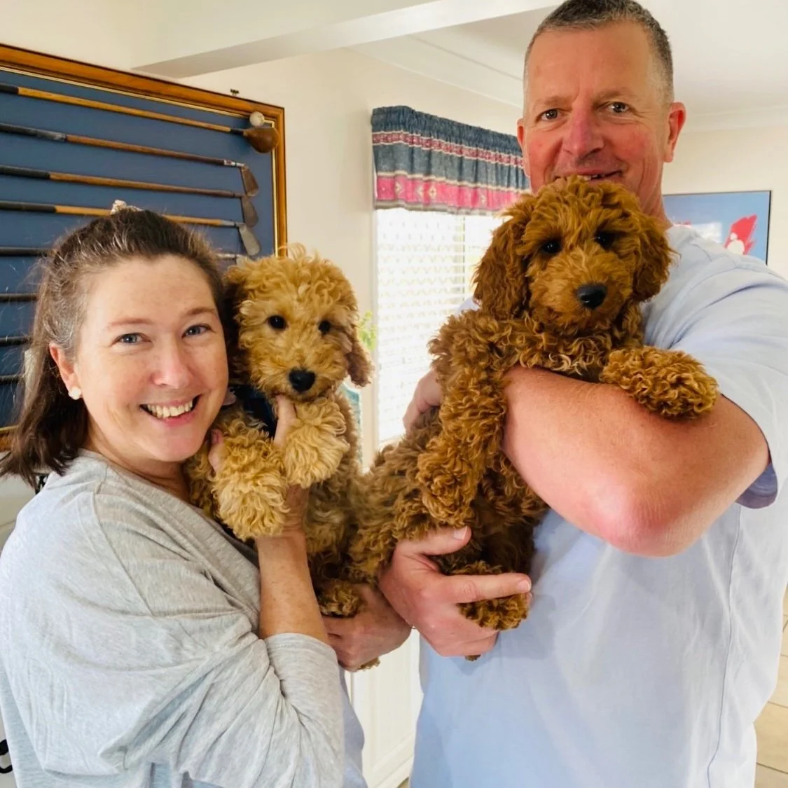 🐾 GALLERY OF OUR BESPOKE SPOODLES, DAMS, SIRES & PUPPIES — BESPOKE ...