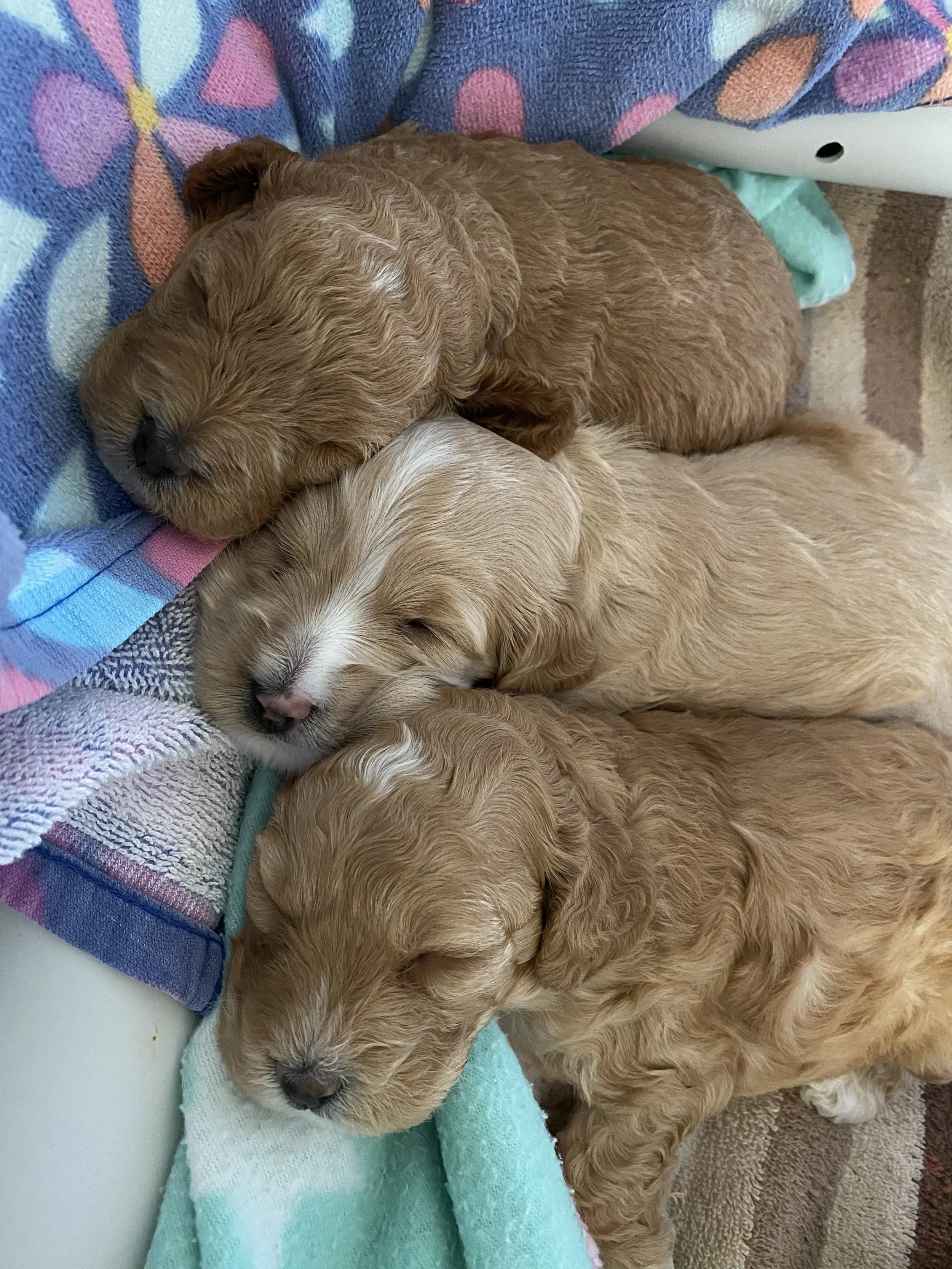 🐾 GALLERY OF OUR BESPOKE SPOODLES, DAMS, SIRES & PUPPIES — BESPOKE ...