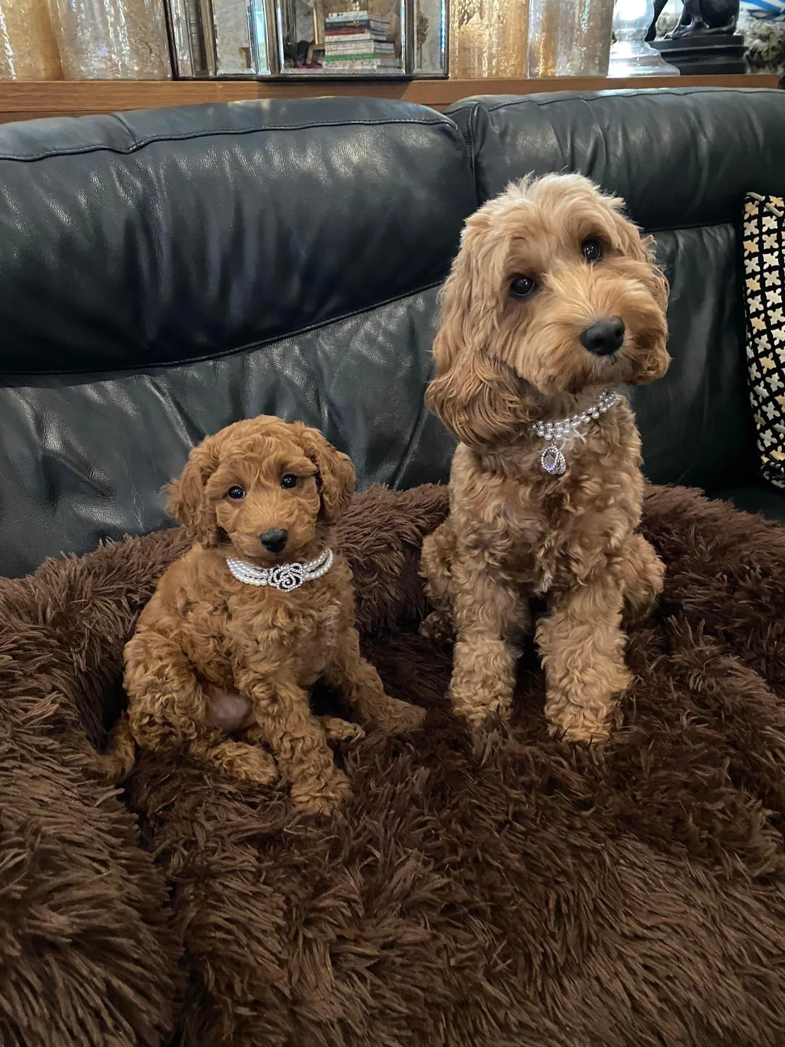 🐾 OUR MISSION STATEMENT — BESPOKE SPOODLES BRISBANE