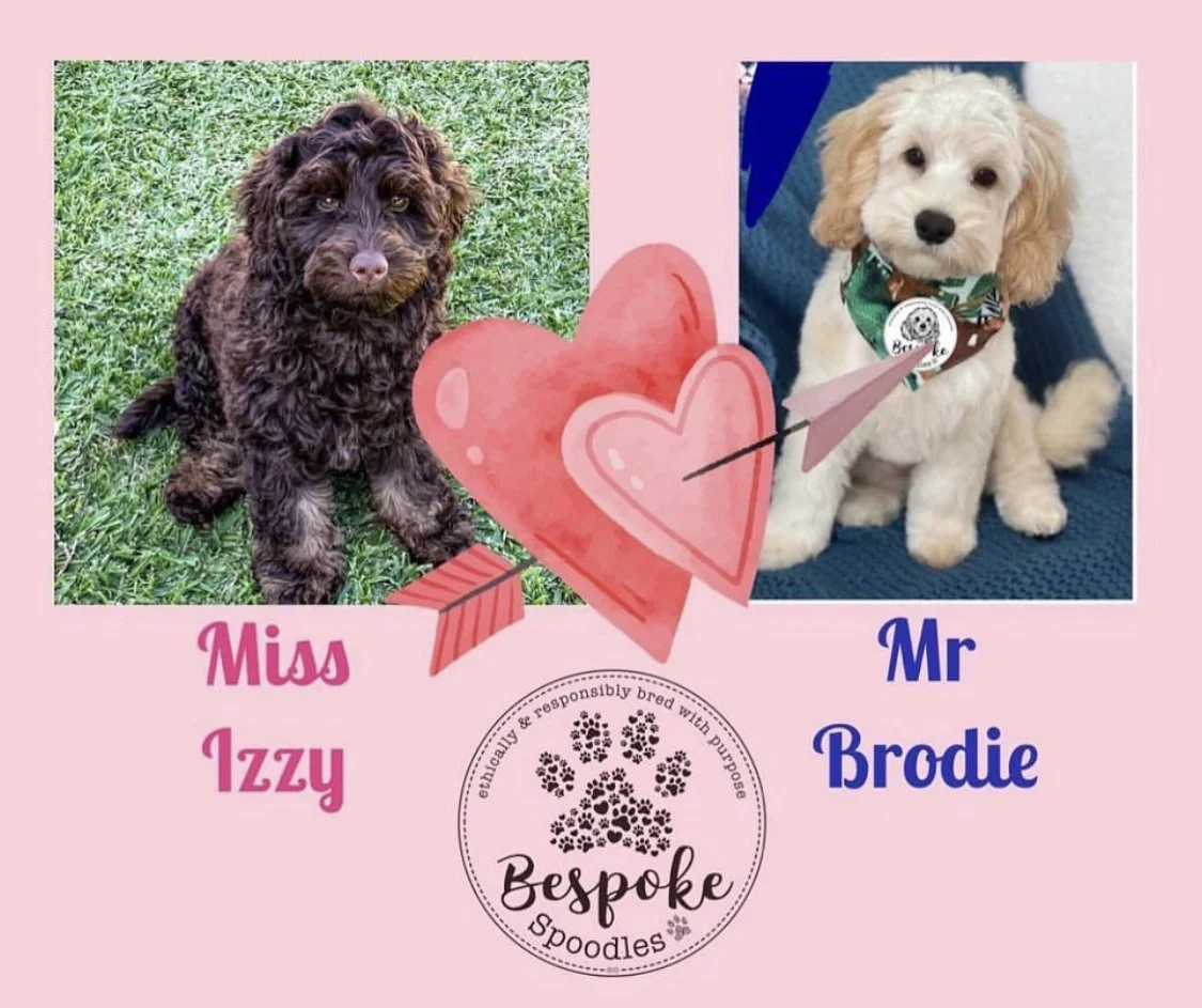 🐾 TESTIMONIALS and REVIEWS — BESPOKE SPOODLES BRISBANE