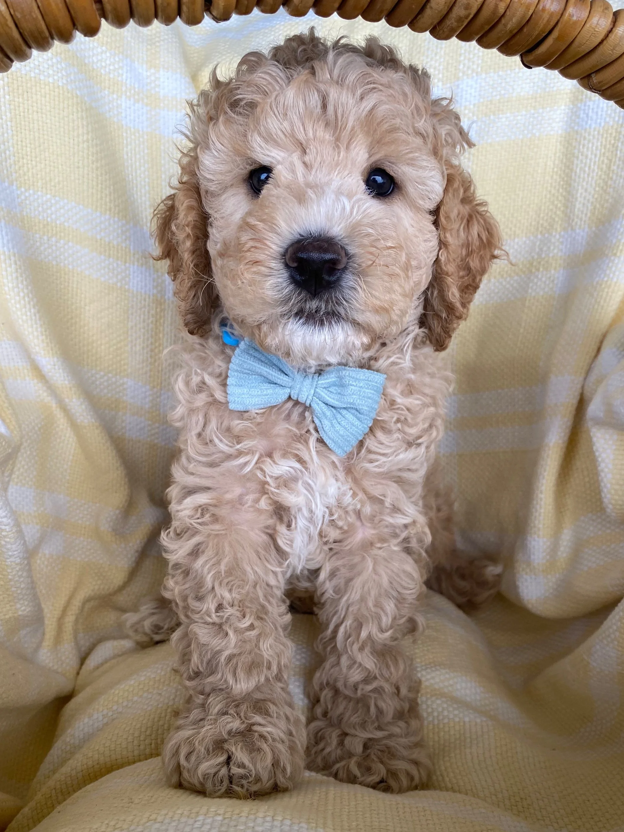 🐾 GALLERY OF OUR BESPOKE SPOODLES, DAMS, SIRES & PUPPIES — BESPOKE ...