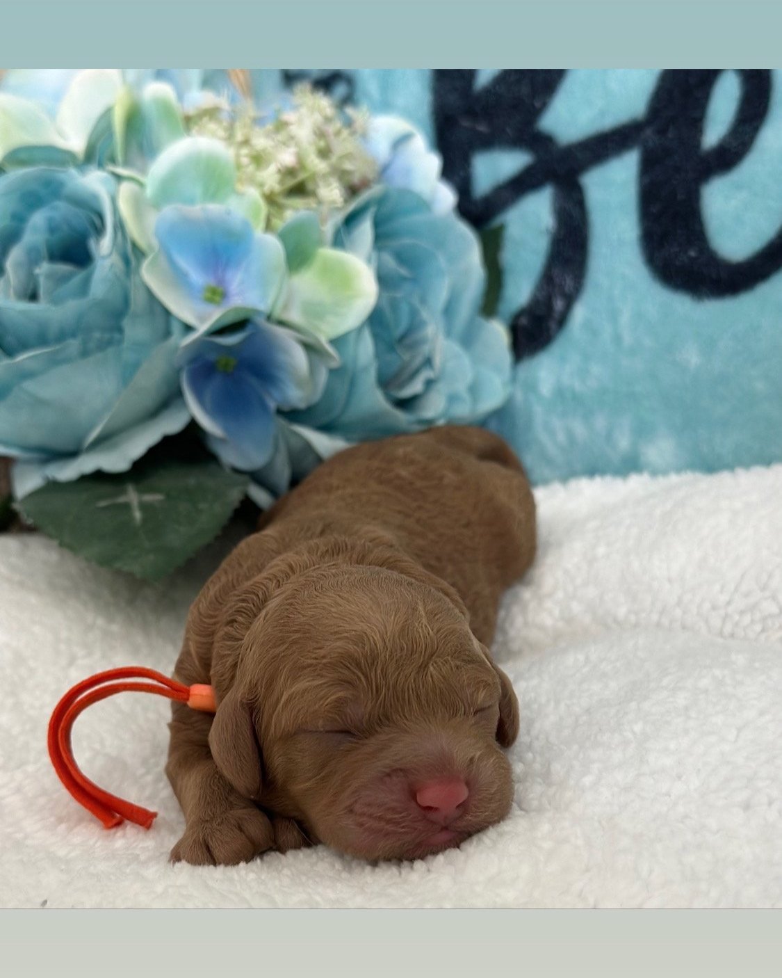 🐾 CURRENT LITTERS — BESPOKE SPOODLES BRISBANE