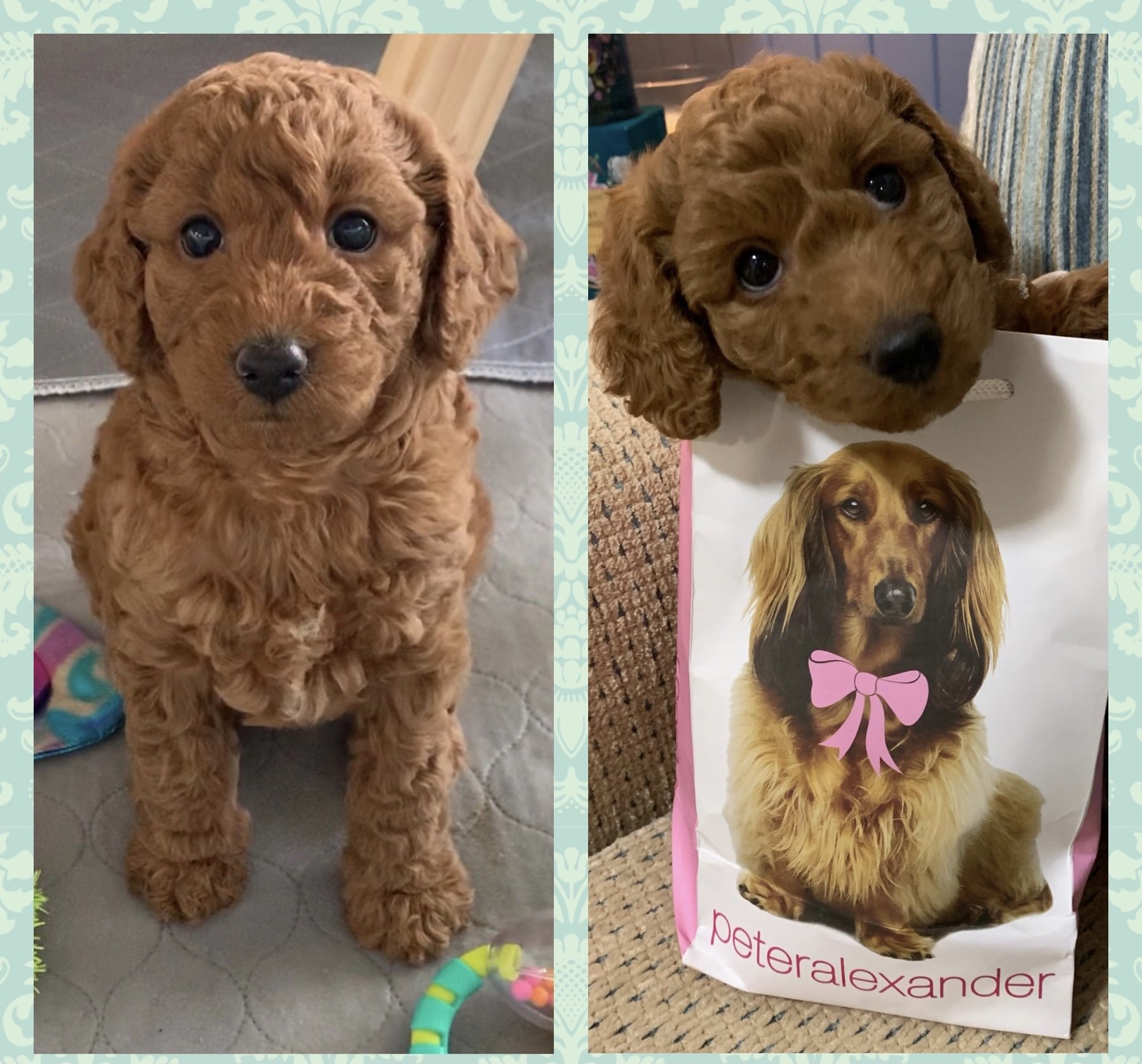 🐾 GALLERY OF OUR BESPOKE SPOODLES, DAMS, SIRES & PUPPIES — BESPOKE ...