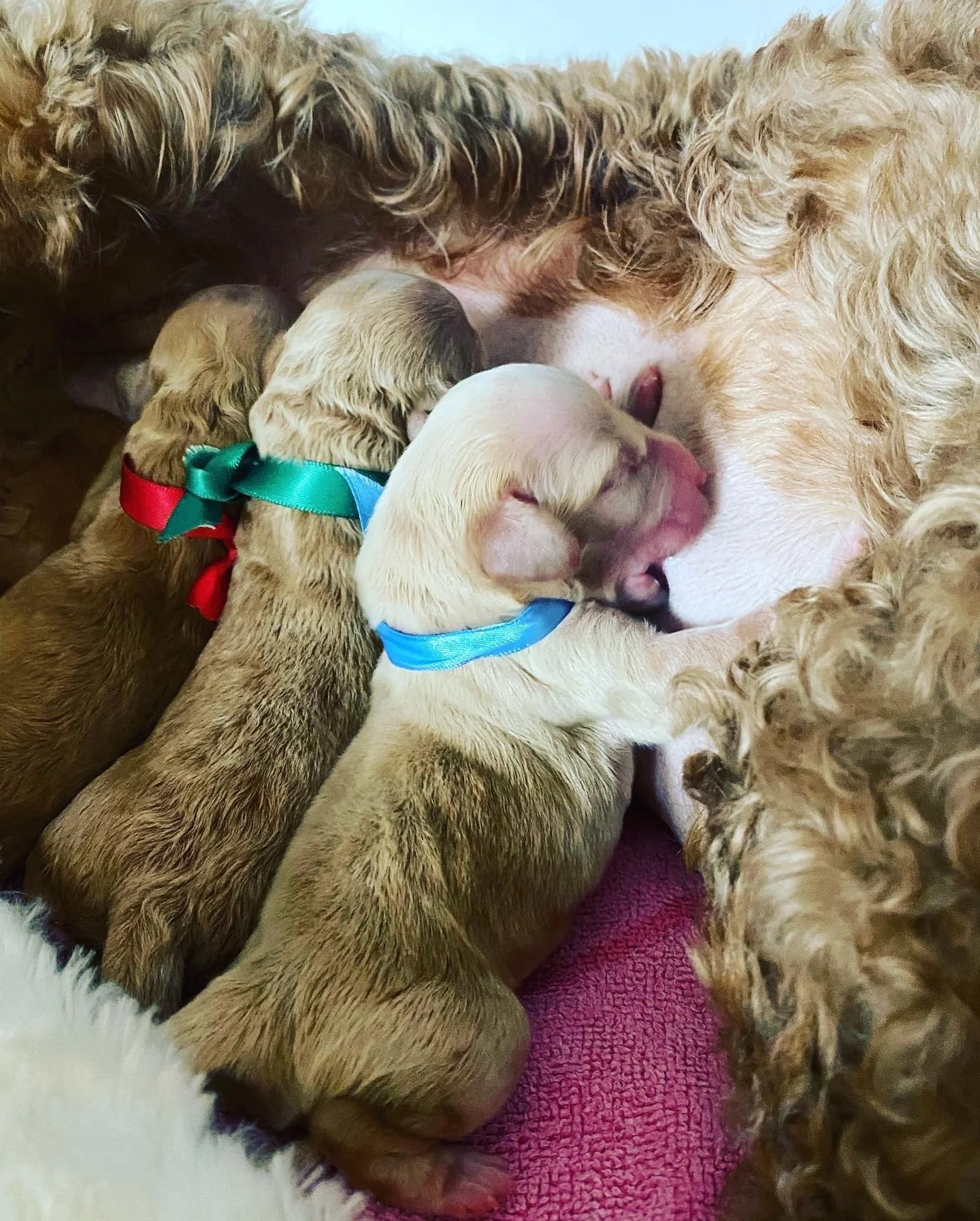 🐾 GALLERY OF OUR BESPOKE SPOODLES, DAMS, SIRES & PUPPIES — BESPOKE ...