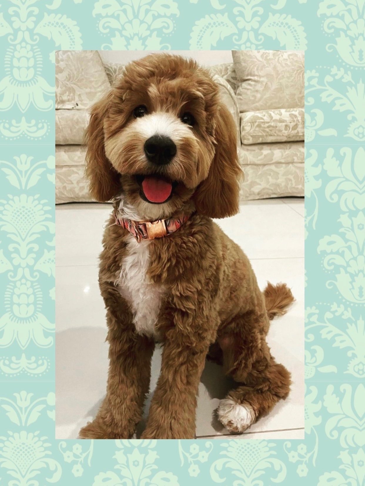 🐾 GALLERY OF OUR BESPOKE SPOODLES, DAMS, SIRES & PUPPIES — BESPOKE ...