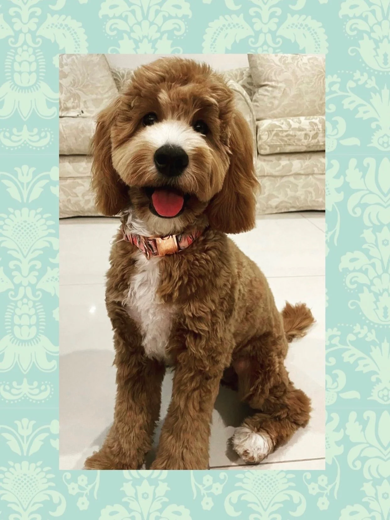 🐾 GALLERY OF OUR BESPOKE SPOODLES, DAMS, SIRES & PUPPIES — BESPOKE ...