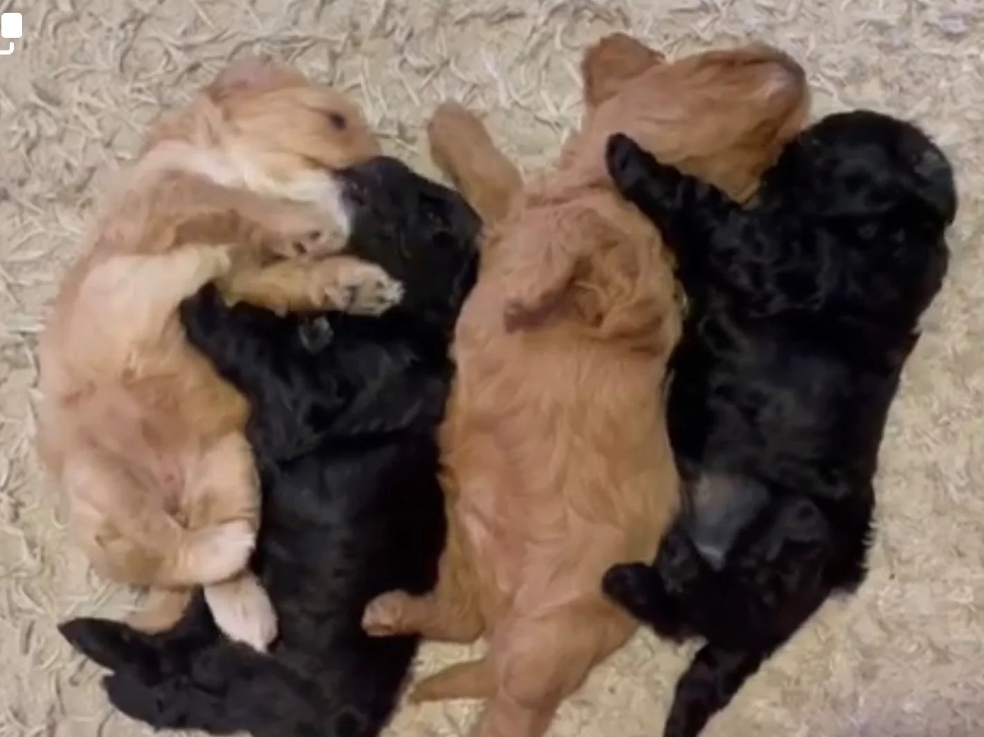 🐾 TESTIMONIALS and REVIEWS — BESPOKE SPOODLES BRISBANE