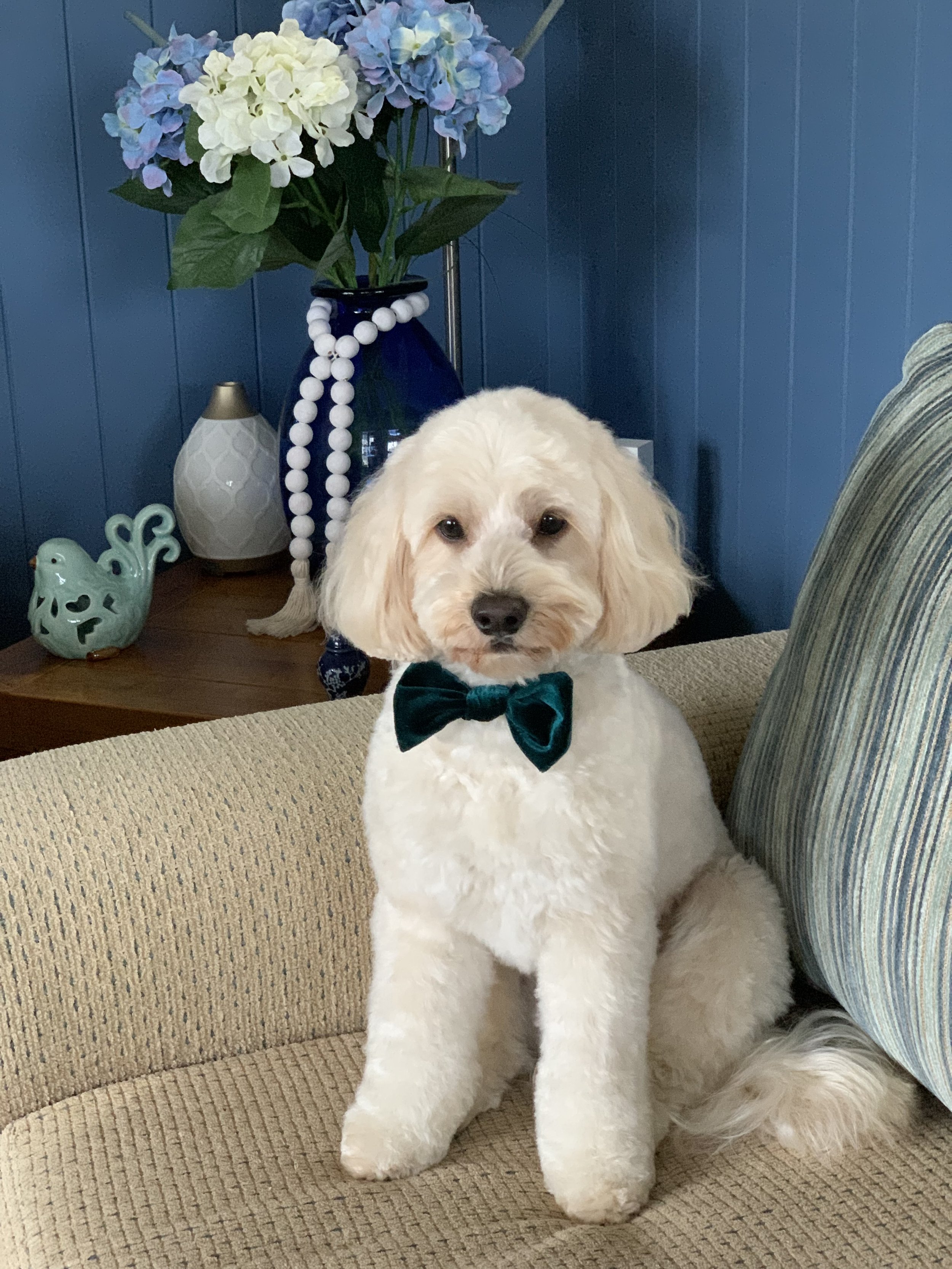 🐾 OUR SPOODLE STUD — BESPOKE SPOODLES BRISBANE