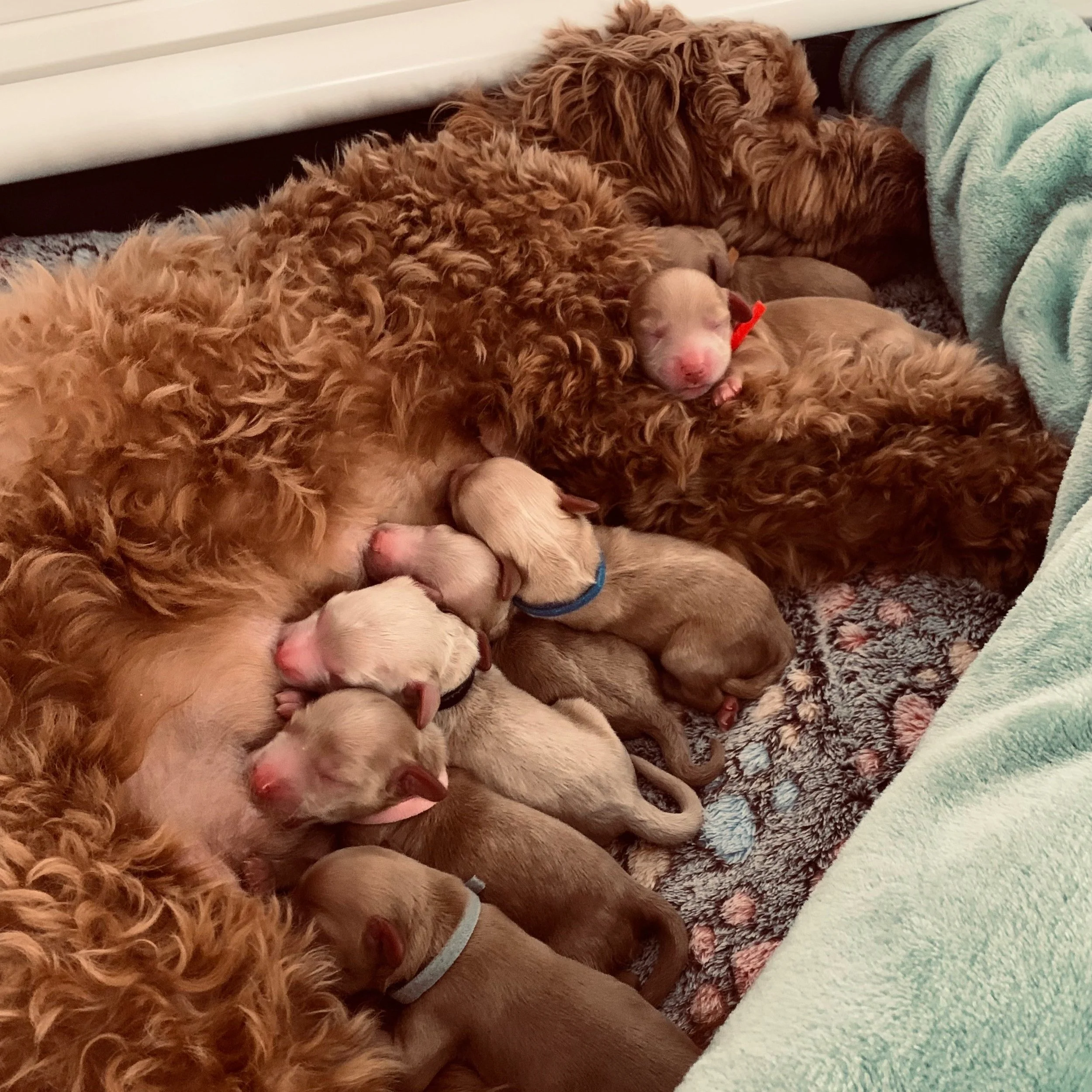 🐾 OUR BREEDING PRACTICES — BESPOKE SPOODLES BRISBANE