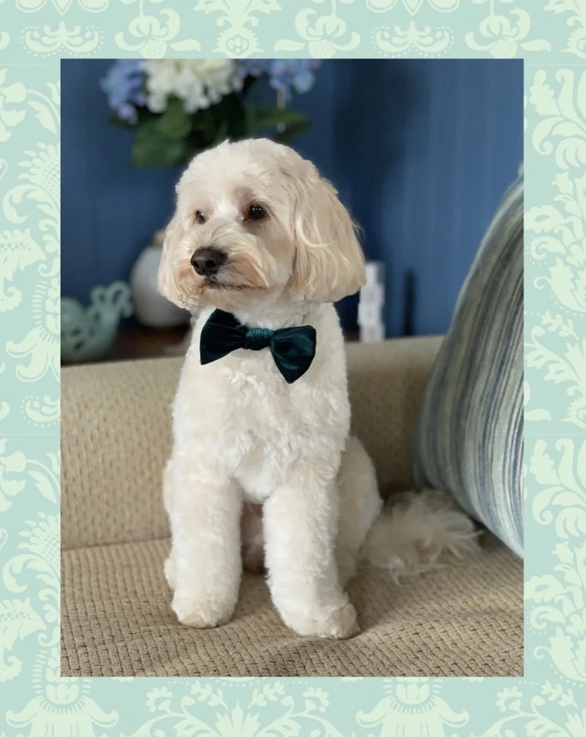 🐾 GALLERY OF OUR BESPOKE SPOODLES, DAMS, SIRES & PUPPIES — BESPOKE ...