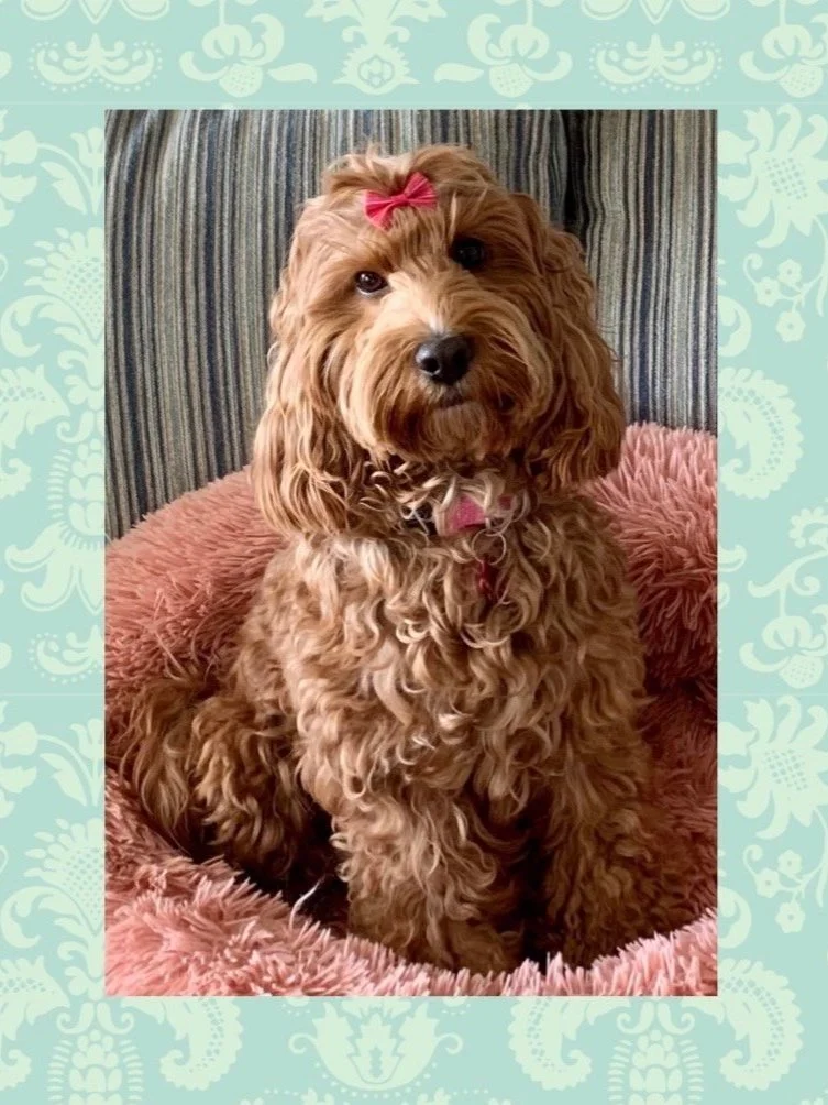 🐾 GALLERY OF OUR BESPOKE SPOODLES, DAMS, SIRES & PUPPIES — BESPOKE ...