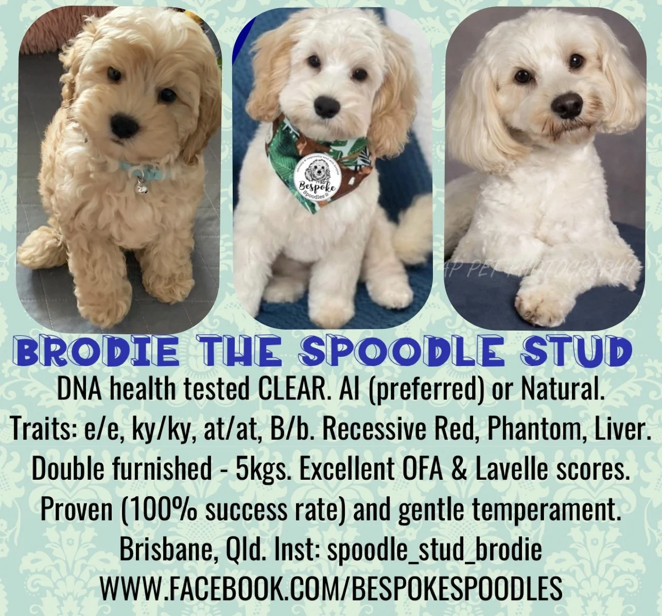 🐾 TESTIMONIALS and REVIEWS — BESPOKE SPOODLES BRISBANE