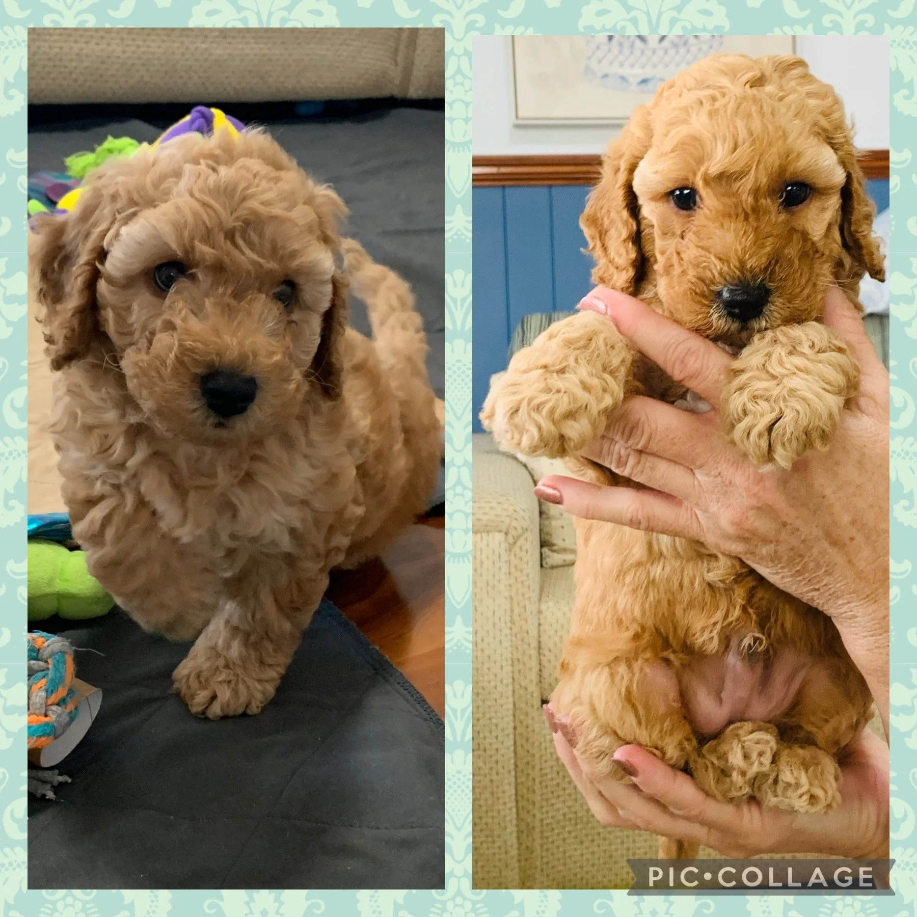 🐾 GALLERY OF OUR BESPOKE SPOODLES, DAMS, SIRES & PUPPIES — BESPOKE ...