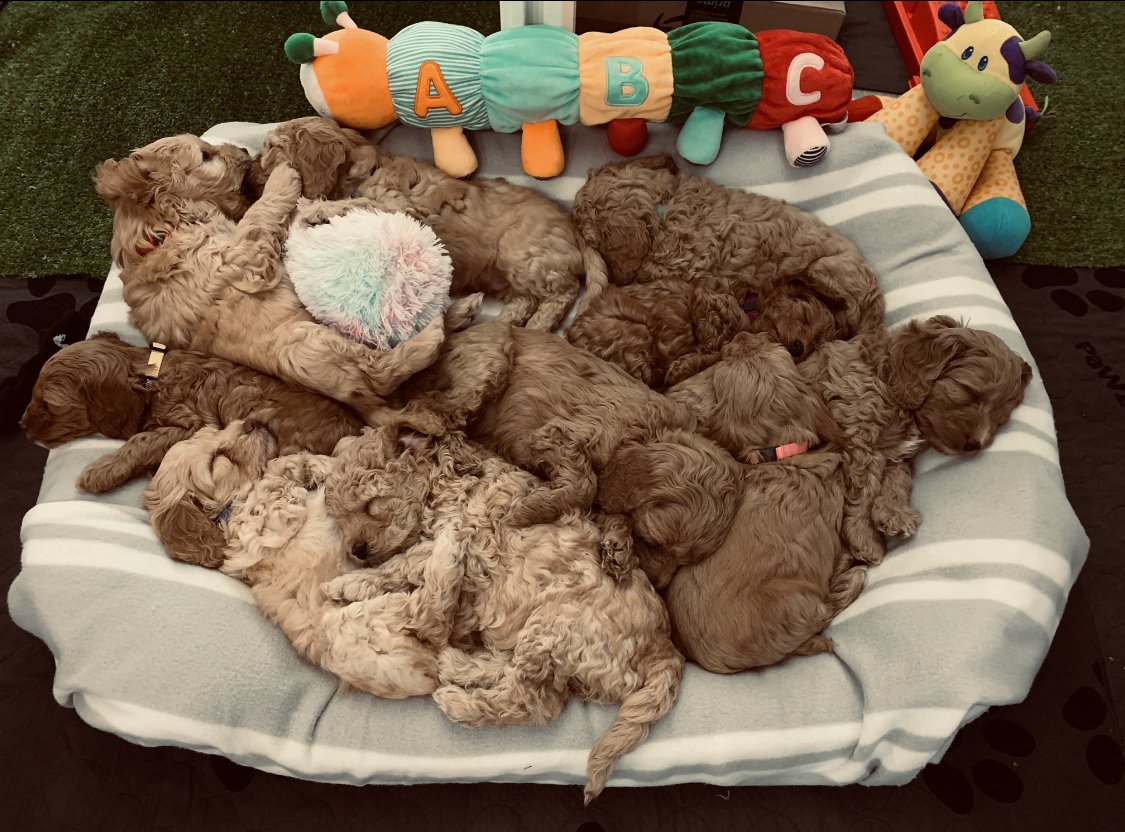 🐾 OUR MISSION STATEMENT — BESPOKE SPOODLES BRISBANE