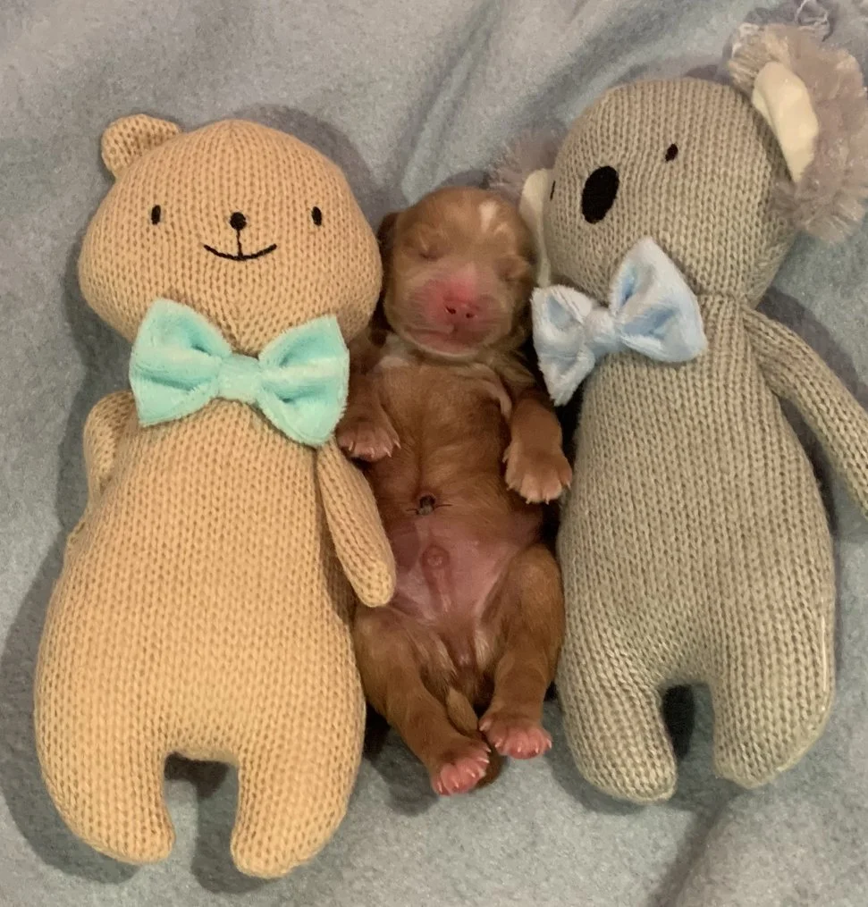 🐾 GALLERY OF OUR BESPOKE SPOODLES, DAMS, SIRES & PUPPIES — BESPOKE ...