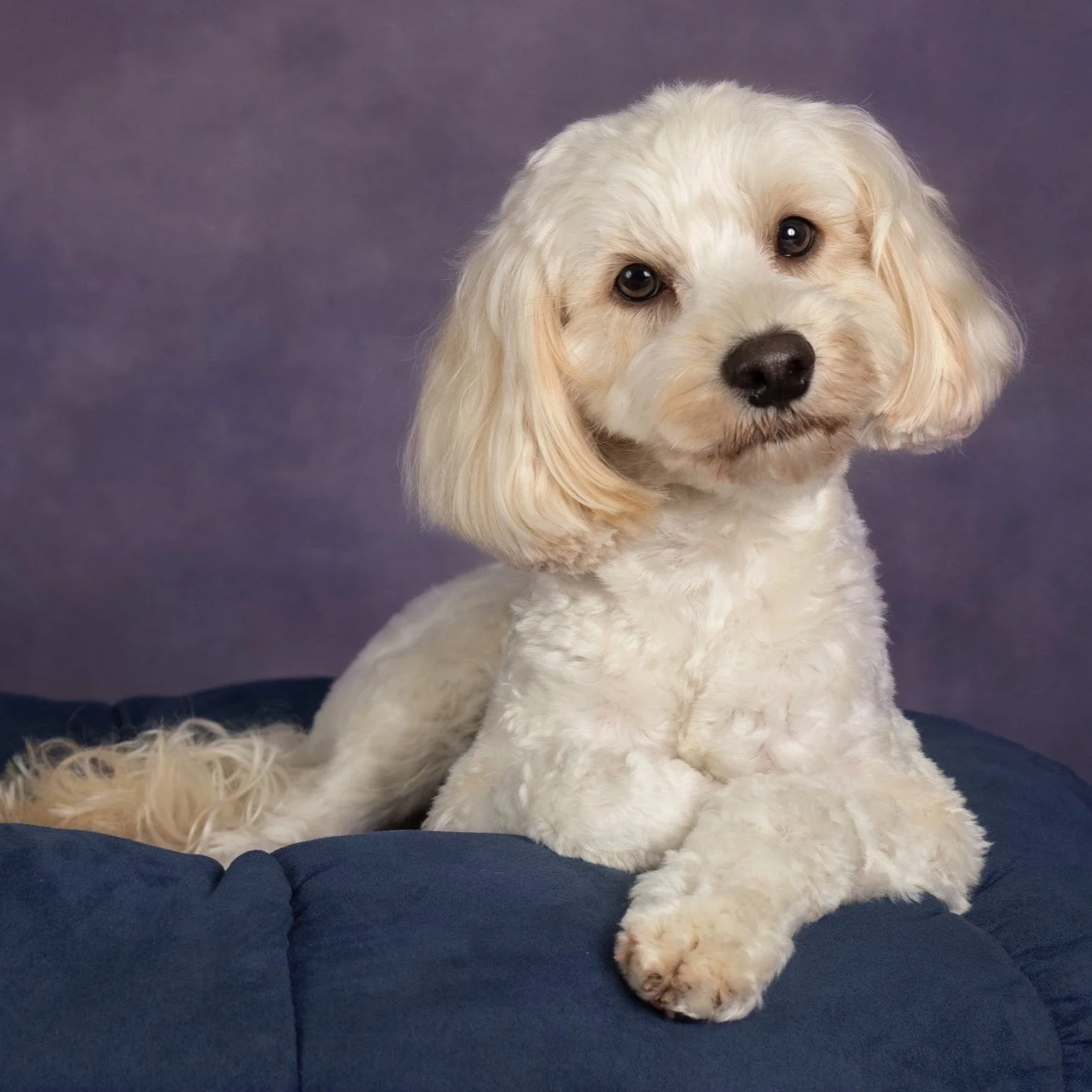 🐾 OUR SPOODLE STUD — BESPOKE SPOODLES BRISBANE