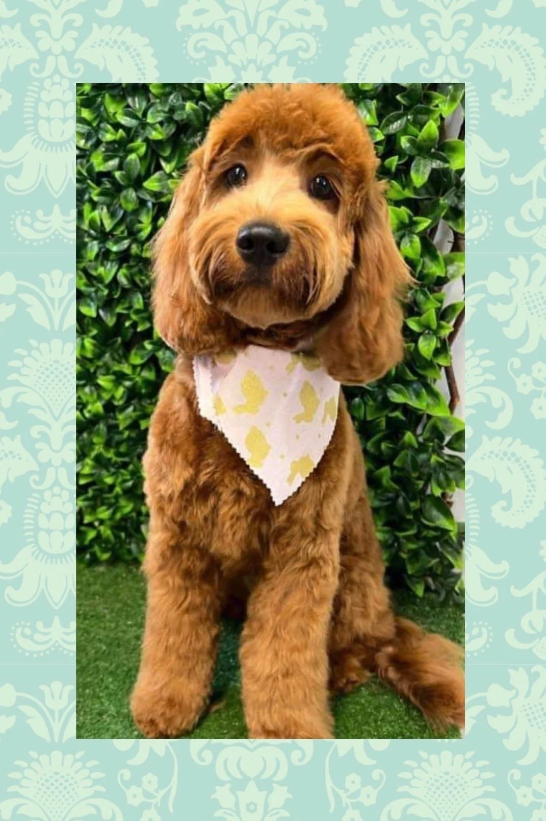 🐾 GALLERY OF OUR BESPOKE SPOODLES, DAMS, SIRES & PUPPIES — BESPOKE ...