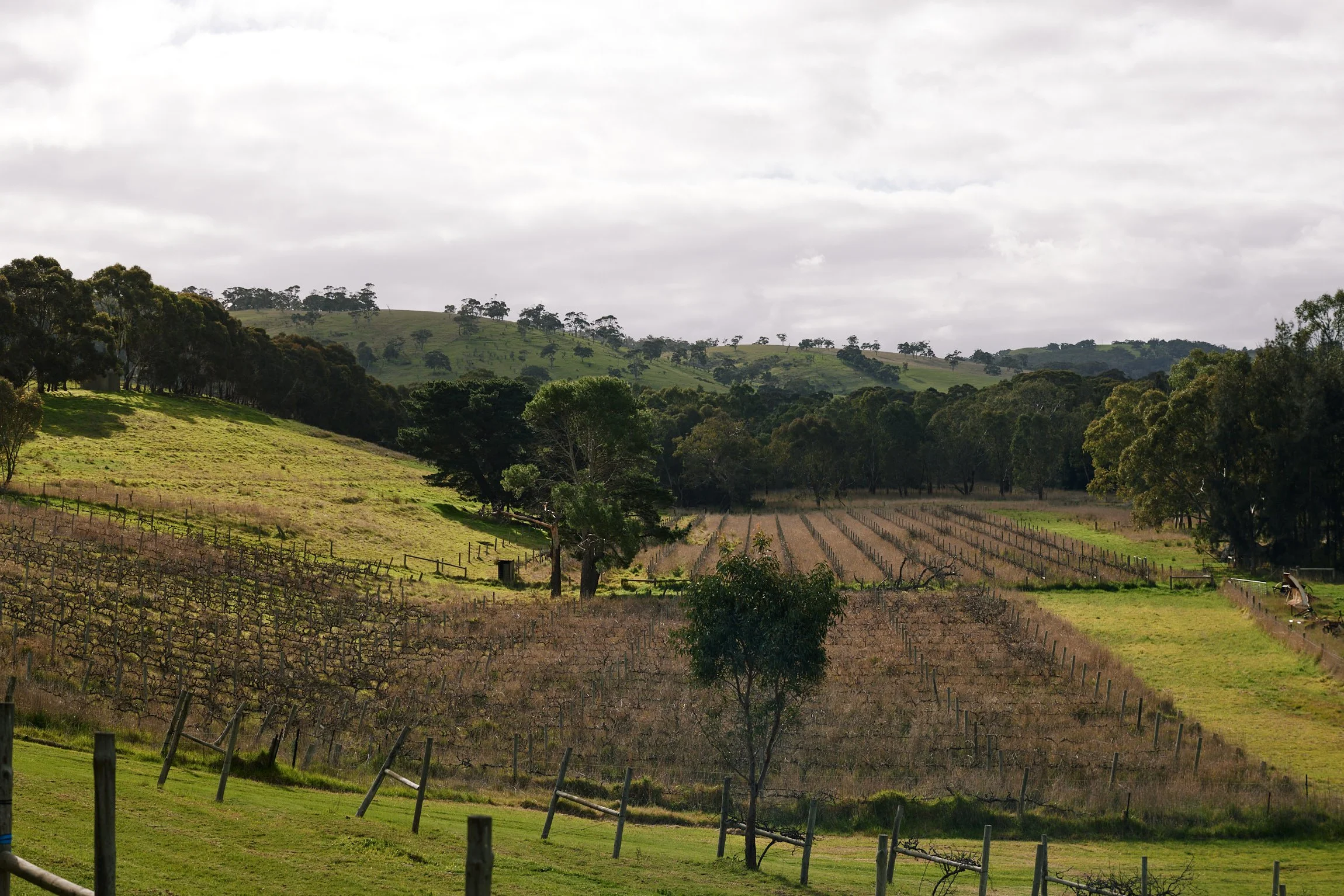 CELLAR DOOR — CUT HILL DISTILLERY