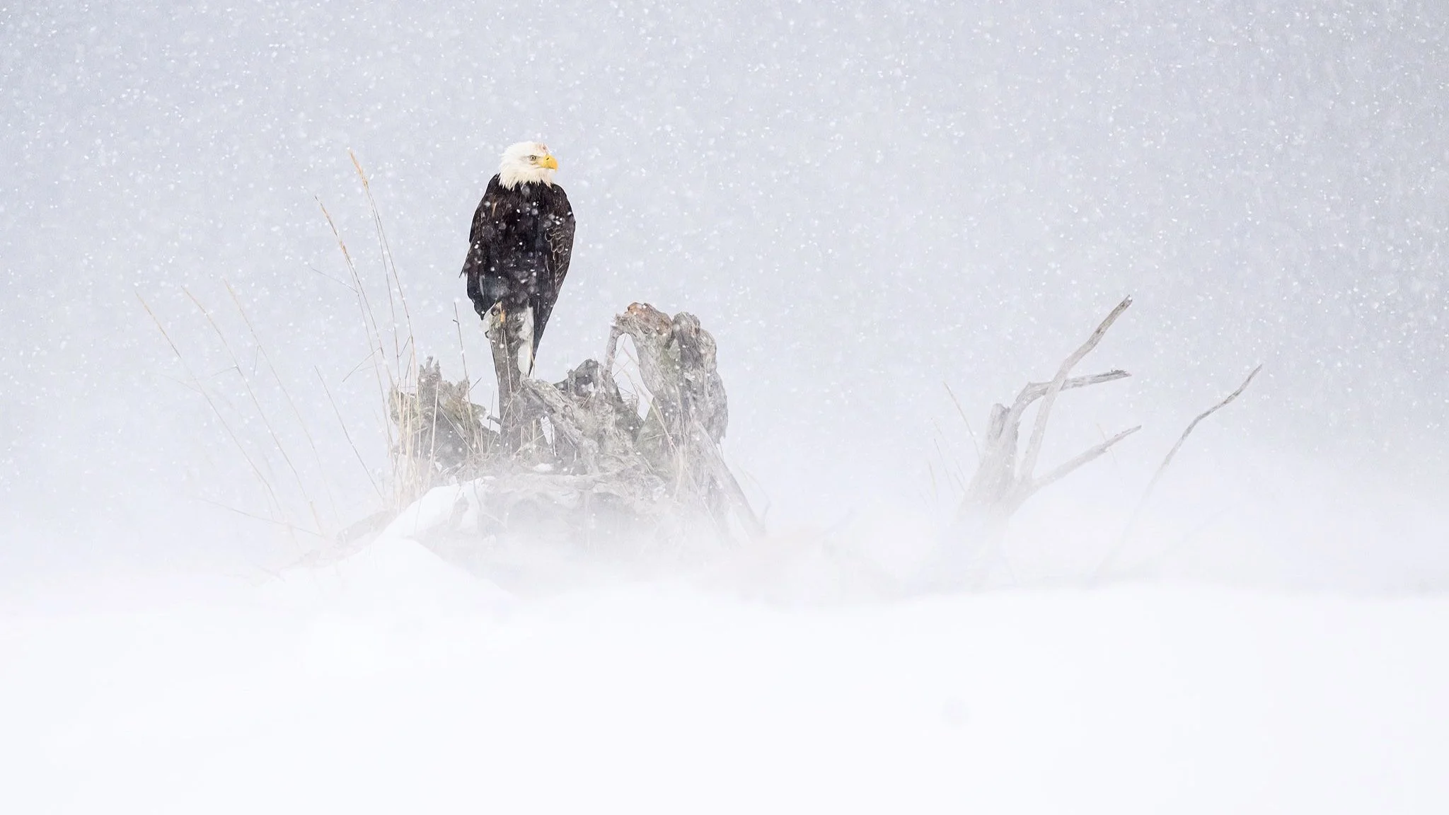 Eagles Snow