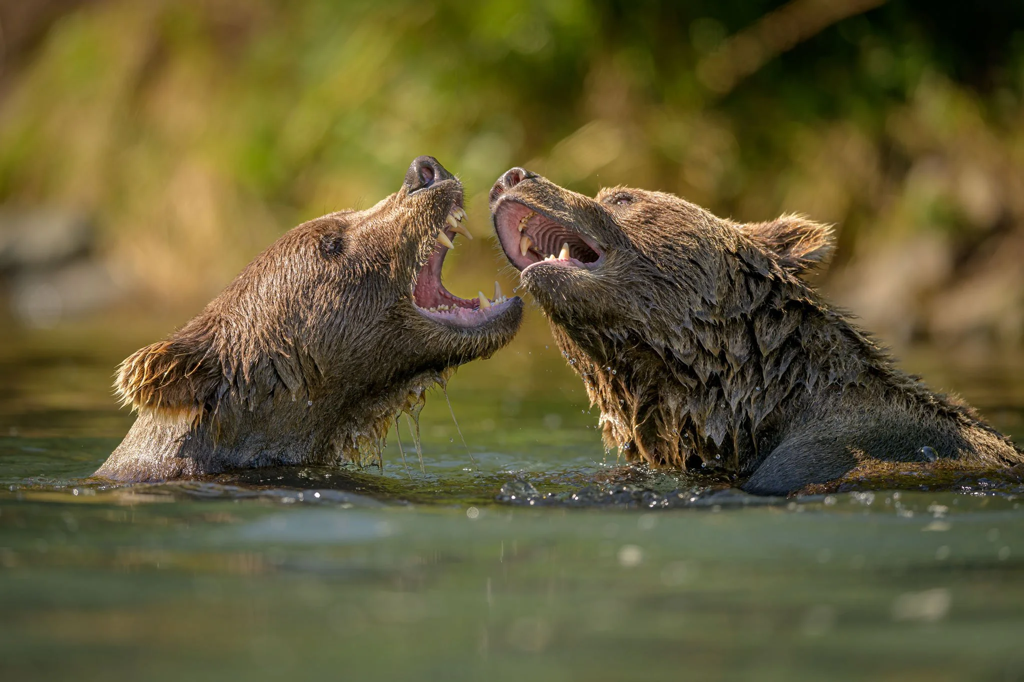 Epic Brown Bears — Jared Lloyd Photography