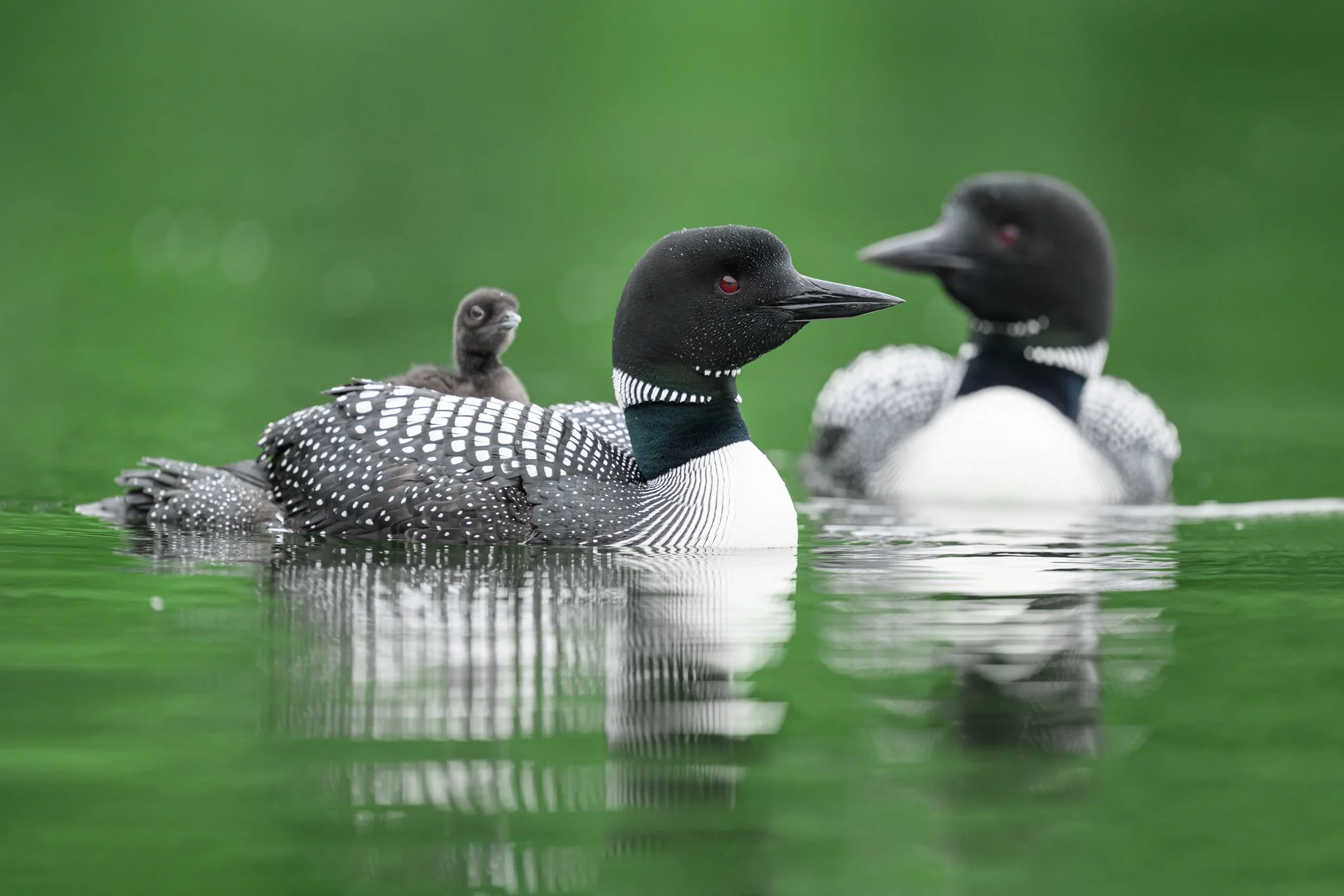 The Valley of the loons — Jared Lloyd Photography