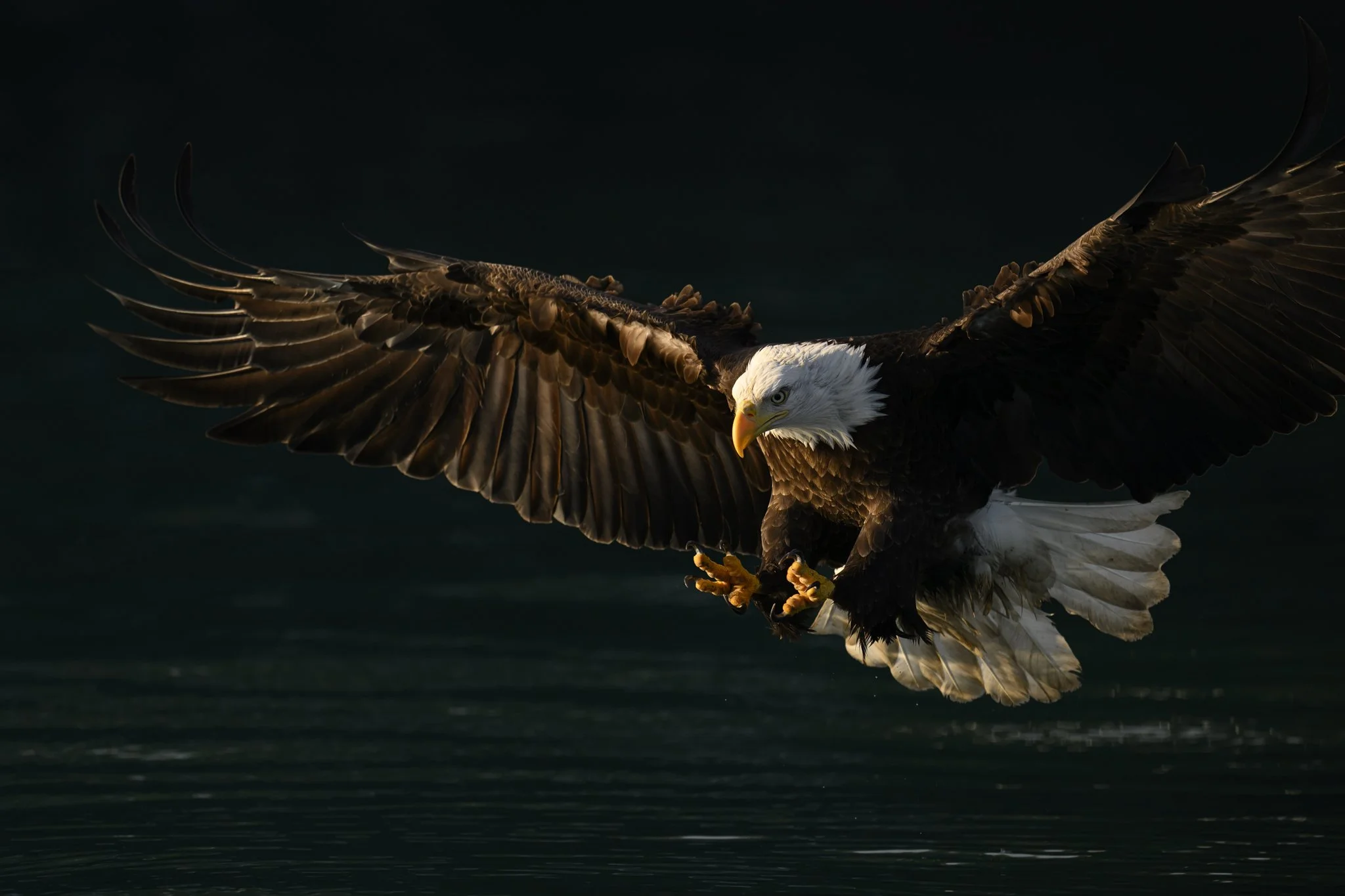 Epic Eagles of Alaska — Jared Lloyd Photography