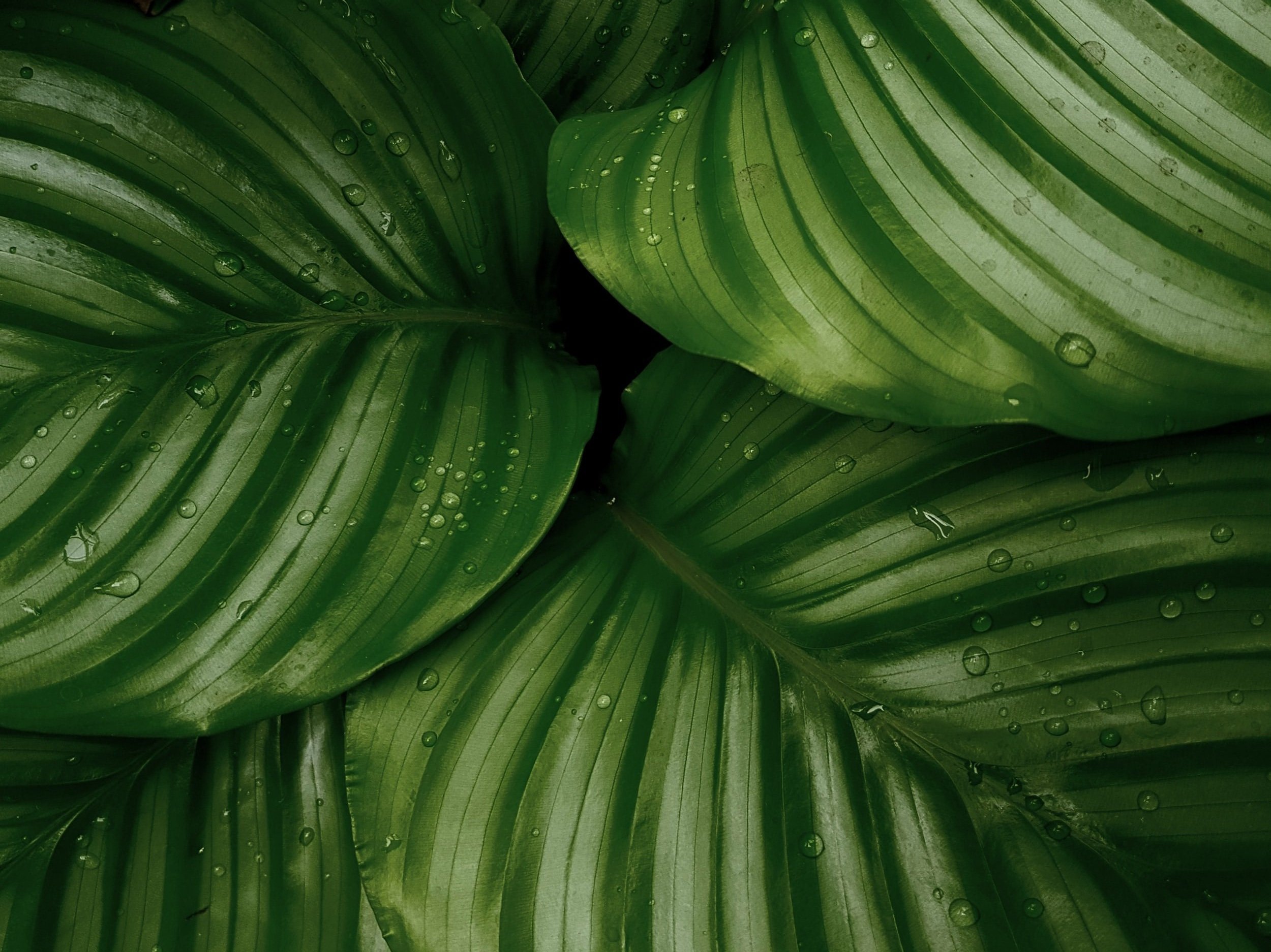 Greenery Productions Inc.