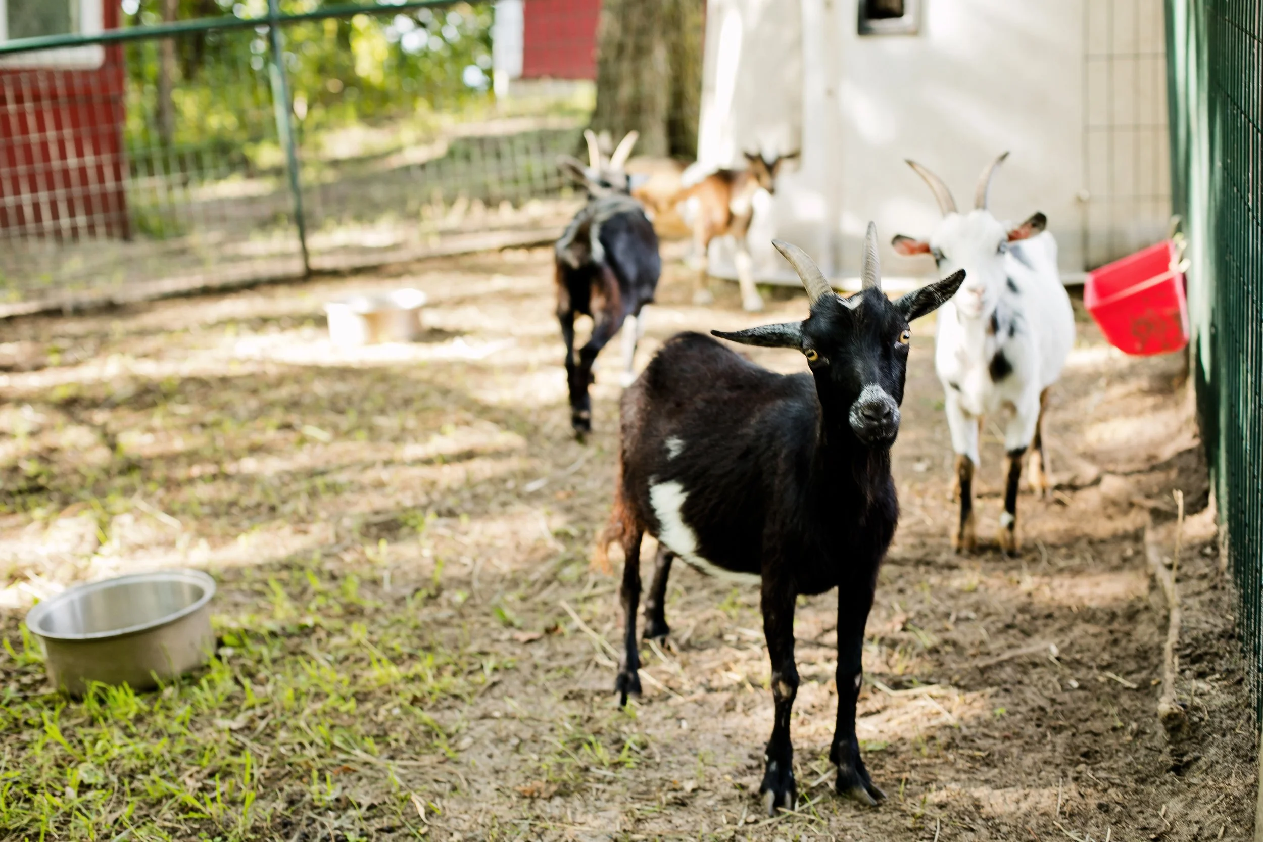 Things To Do — Apple Jack Orchards