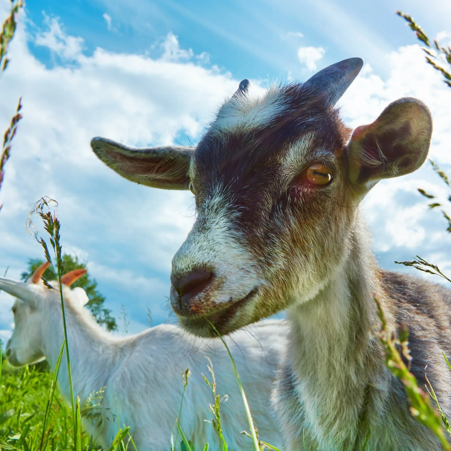 Animal Law — Animal Partisan