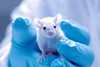 BLOG: The Hidden Suffering of Laboratory Mice and Rats — Animal Partisan