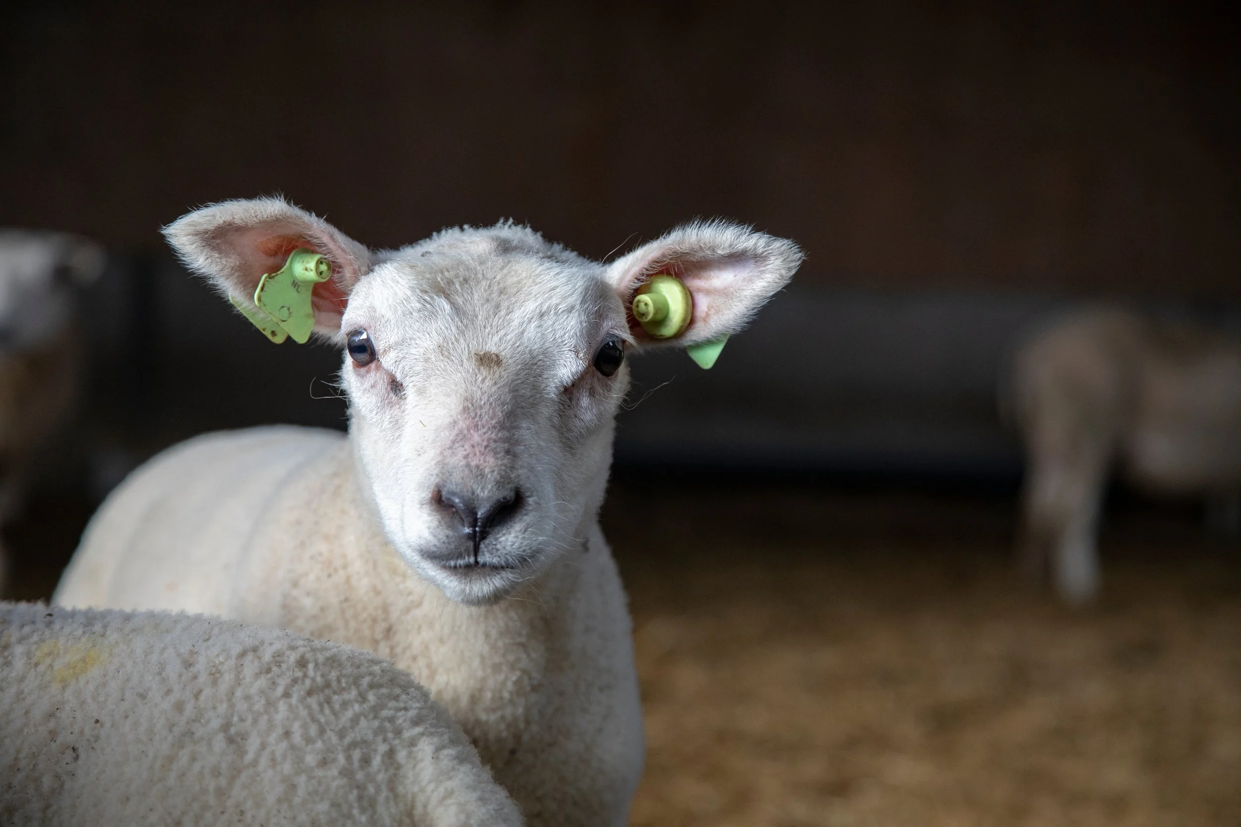 UPDATE: New filing asks court to compel prosecution of Colorado slaughterhouse — Animal Partisan