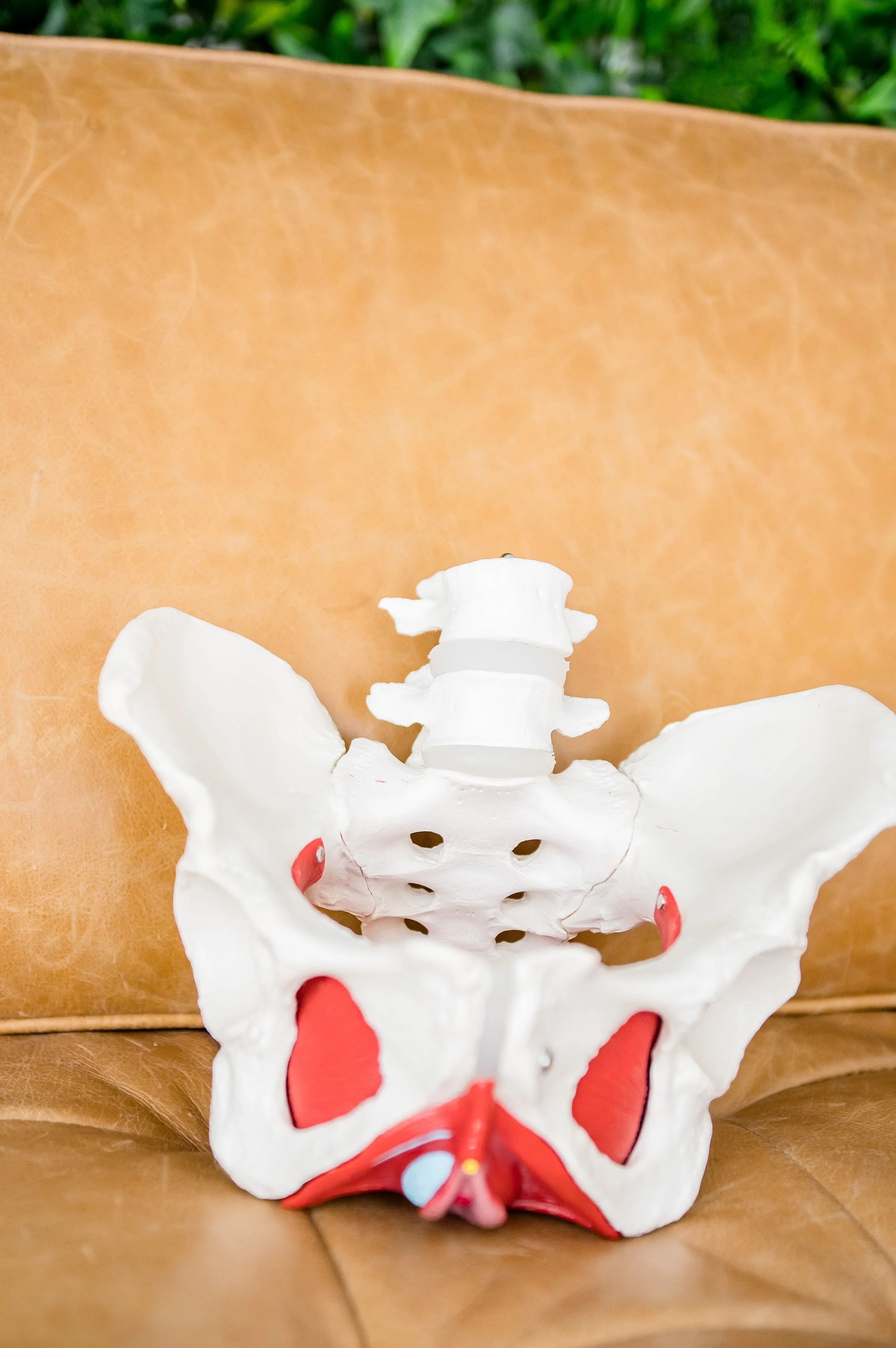 Evolve Pelvic PT and Wellness | Pelvic physical therapy