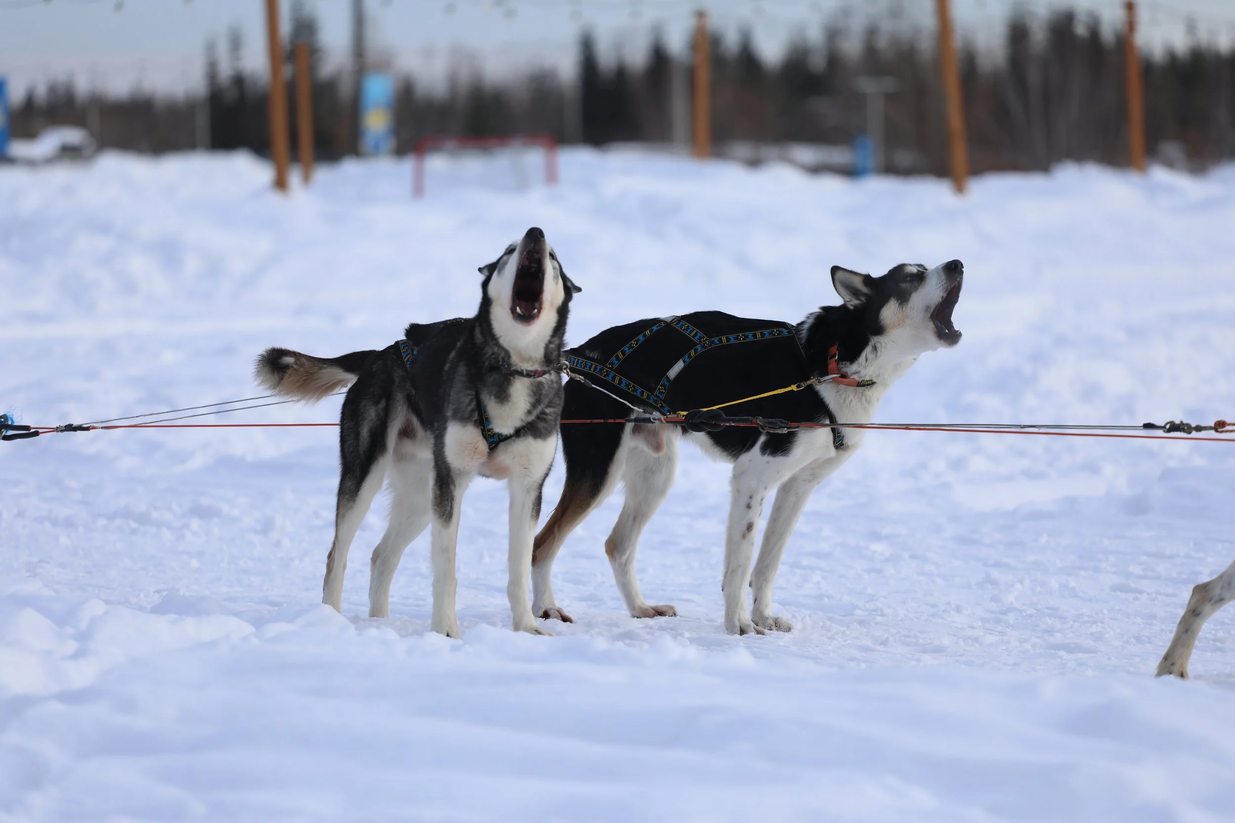 Winter Carnival — The Sun Star - UAF's Student Voice