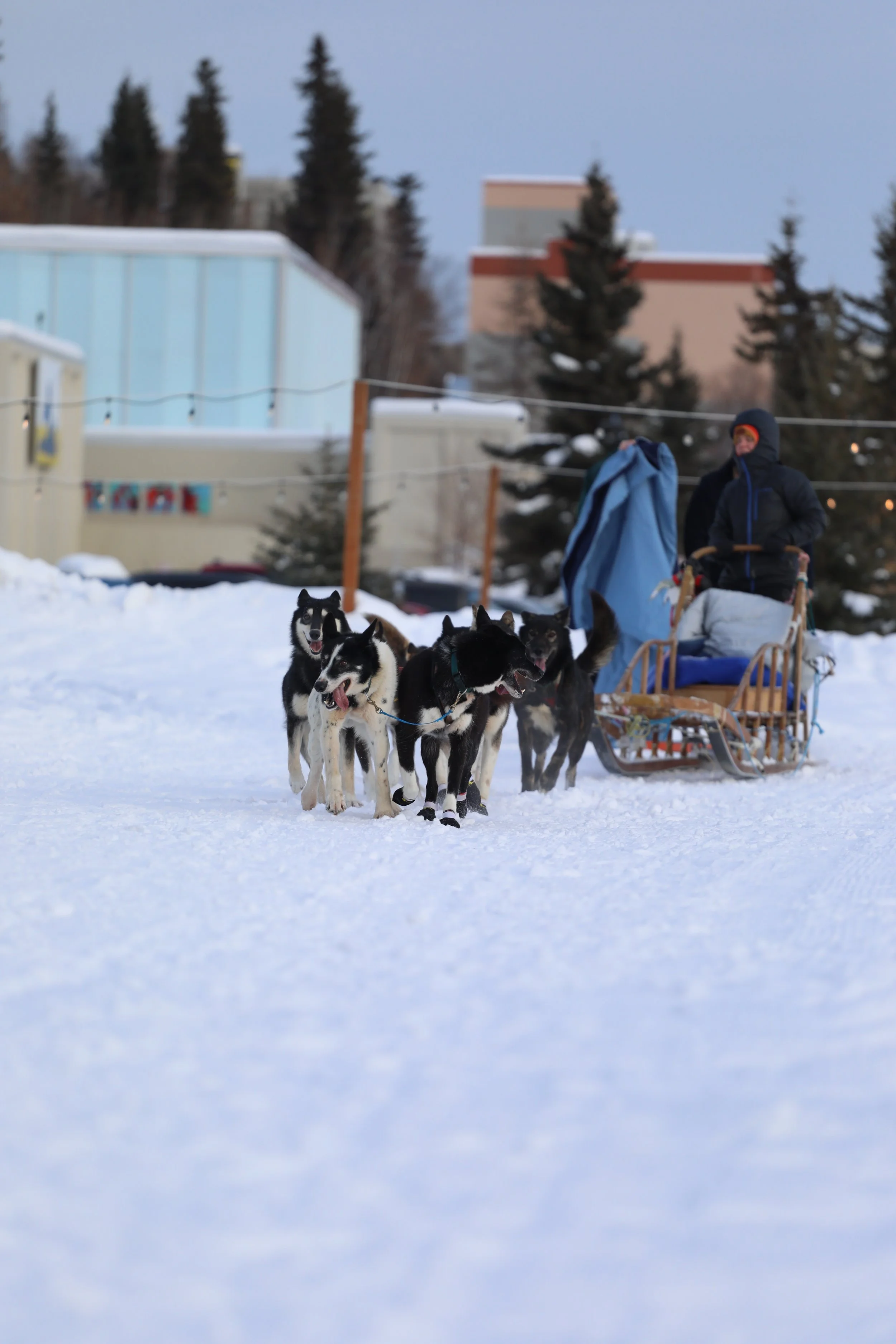 Winter Carnival — The Sun Star - UAF's Student Voice