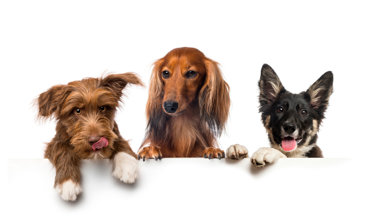 Dog Boarding — Huntington Horse & Hound