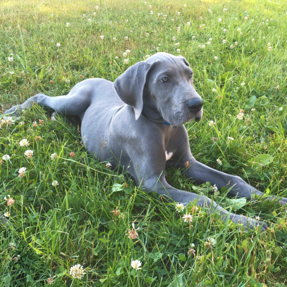 About Huntington Horse & Hound: Trusted Equine and Pet Care in Simcoe ...