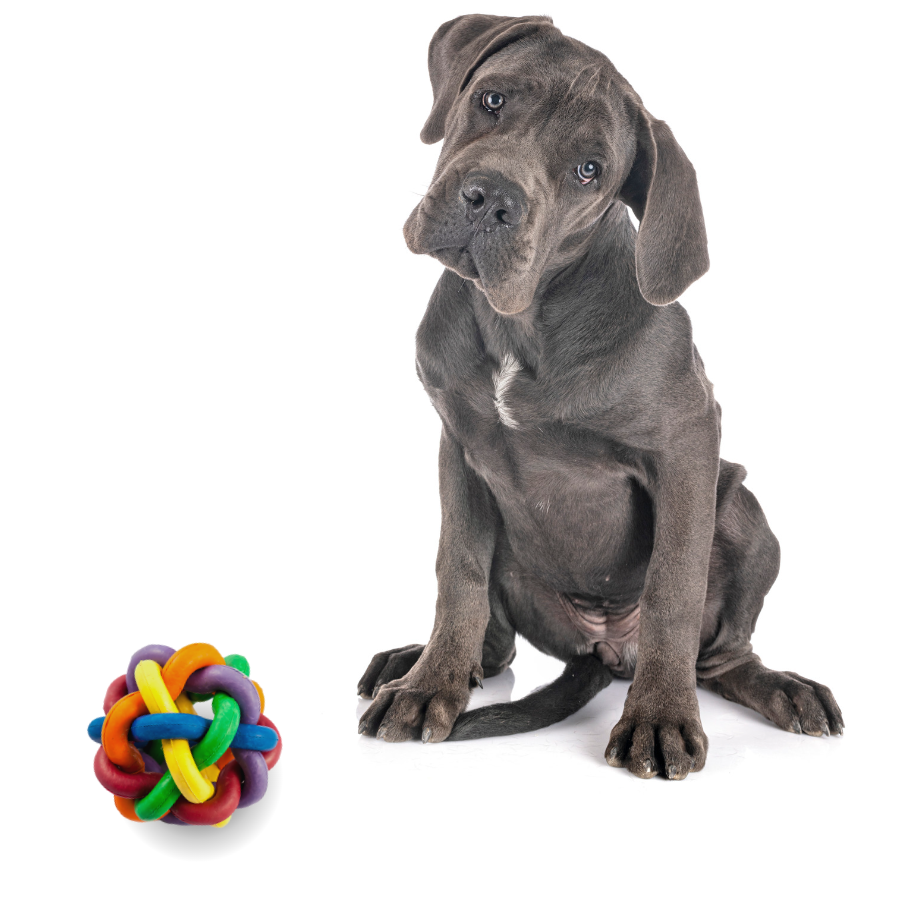 Doggie Daycare — Huntington Horse & Hound