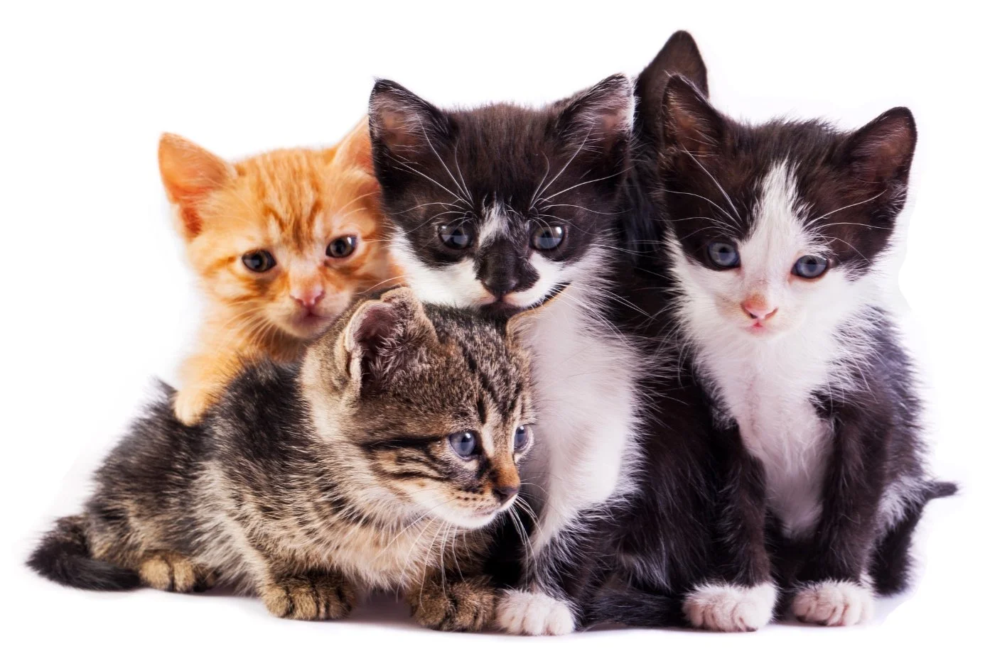 Cat Boarding — Huntington Horse & Hound