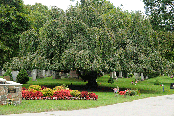 Tours — Toronto Cemetery Tours
