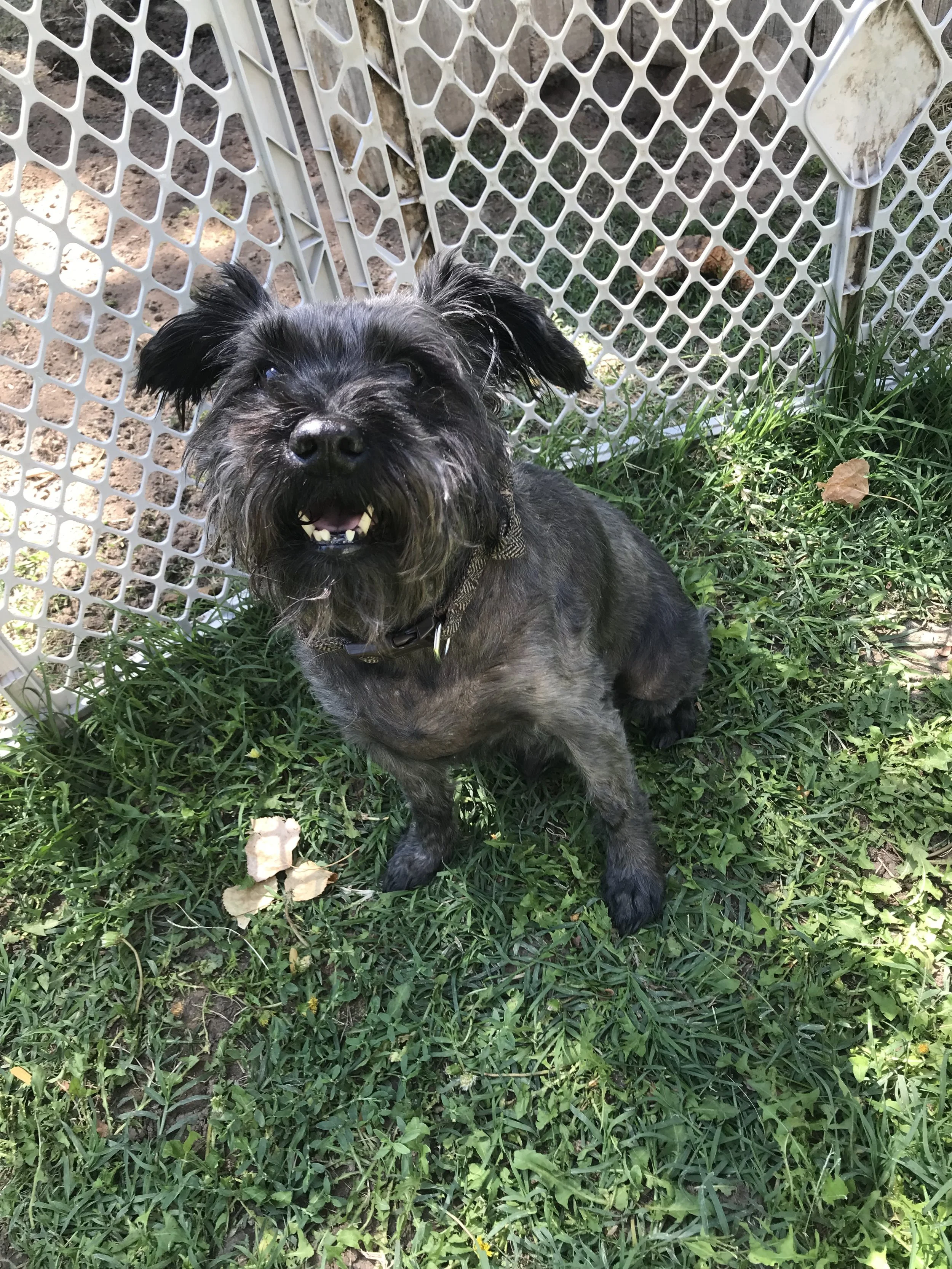 Who We Are — The Golden Bark Foundation