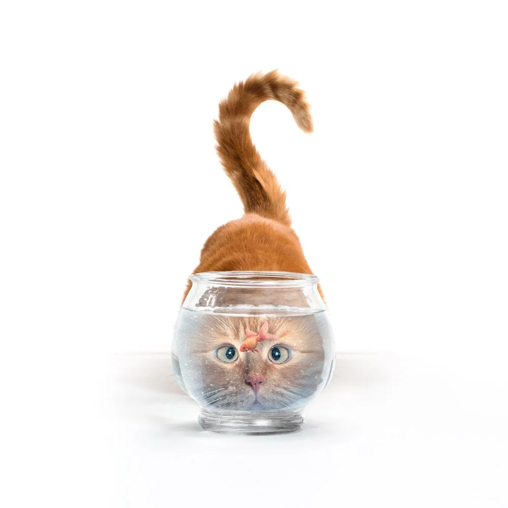 Creative Animal Portraits | Charlie Nunn Photography