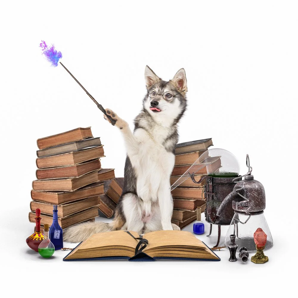 Creative Animal Portraits | Charlie Nunn Photography