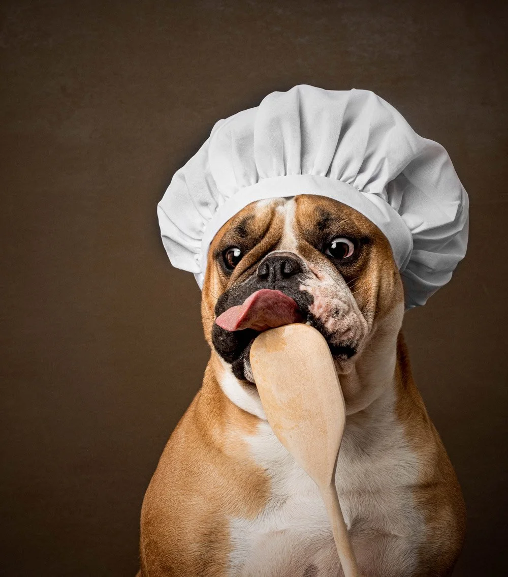 Creative Animal Portraits | Charlie Nunn Photography