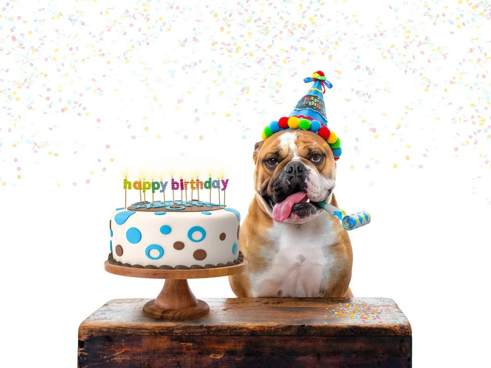 Creative Animal Portraits | Charlie Nunn Photography