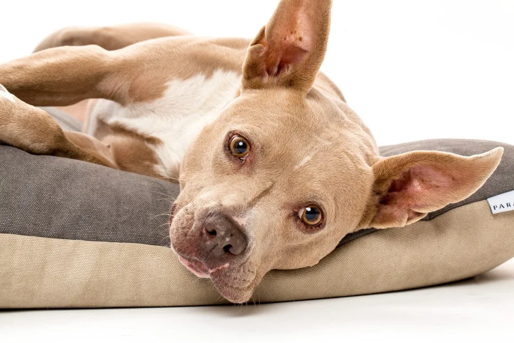 Dog Images | Charlie Nunn Photography