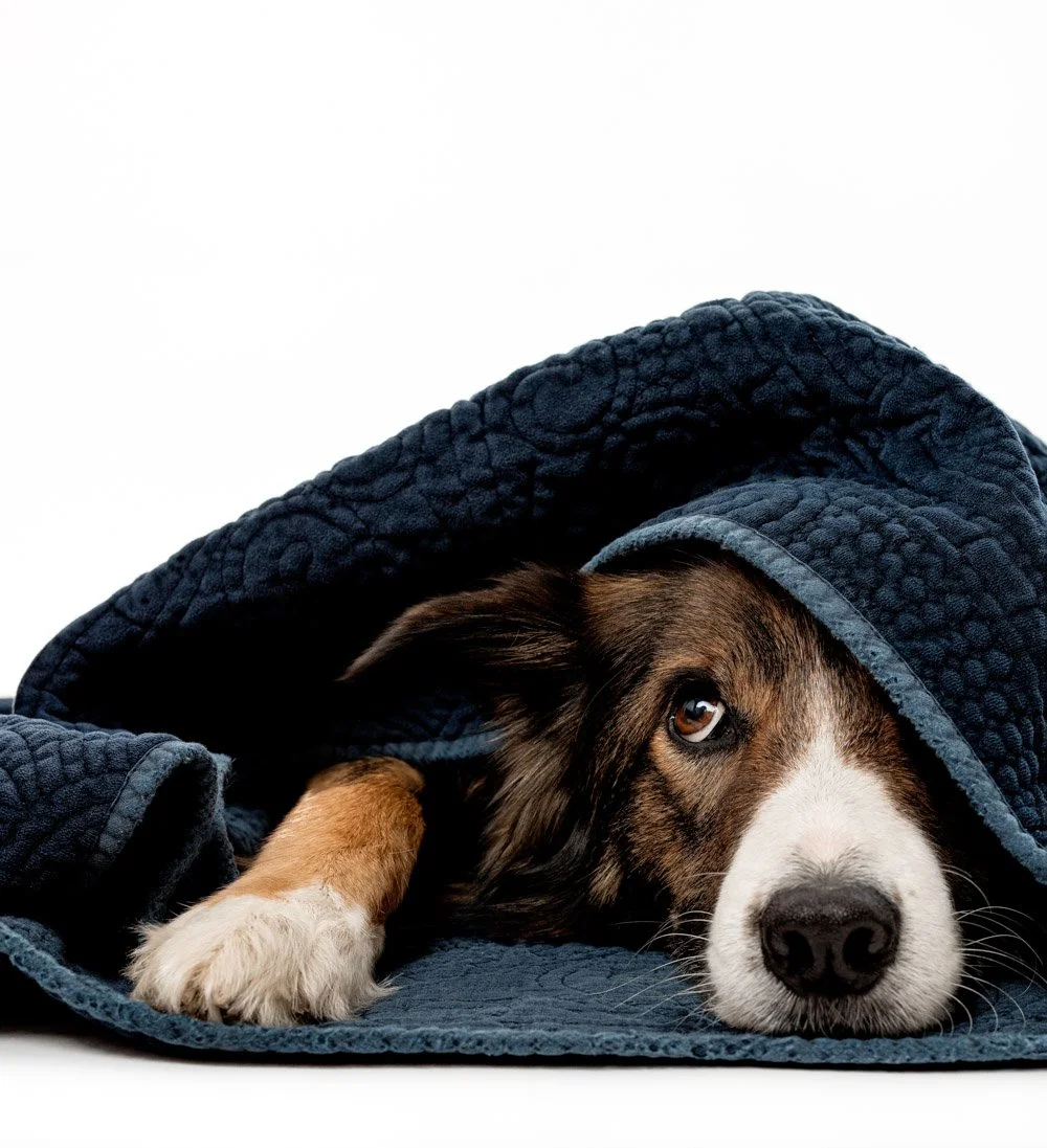 Dog Images | Charlie Nunn Photography