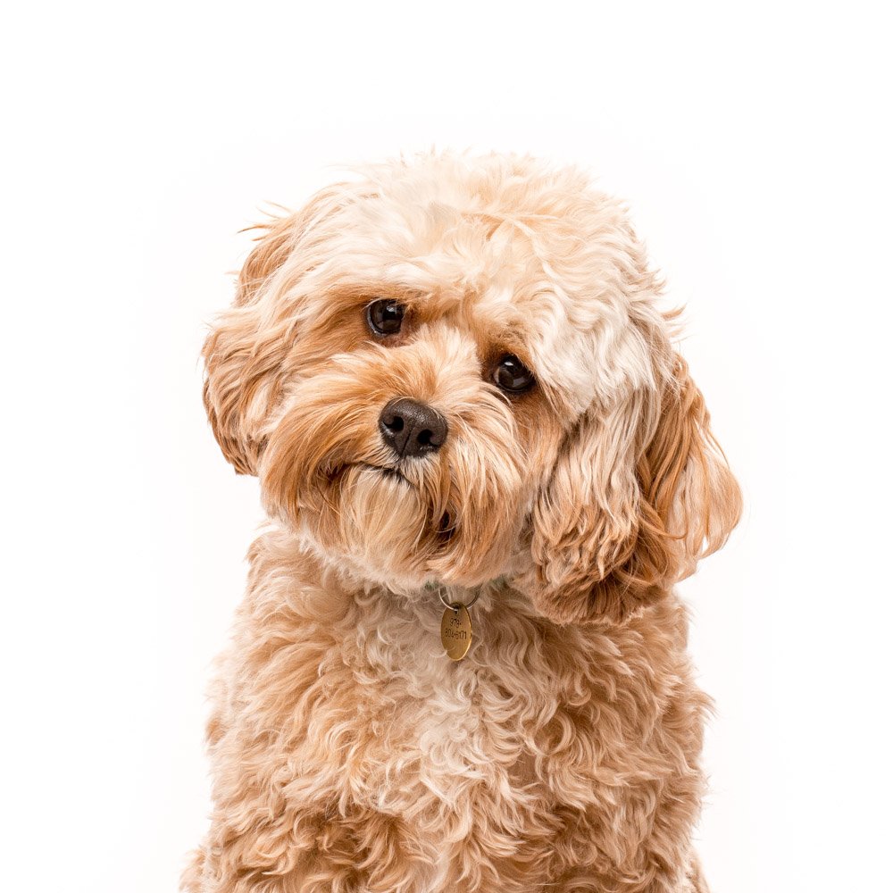 Dog Images | Charlie Nunn Photography