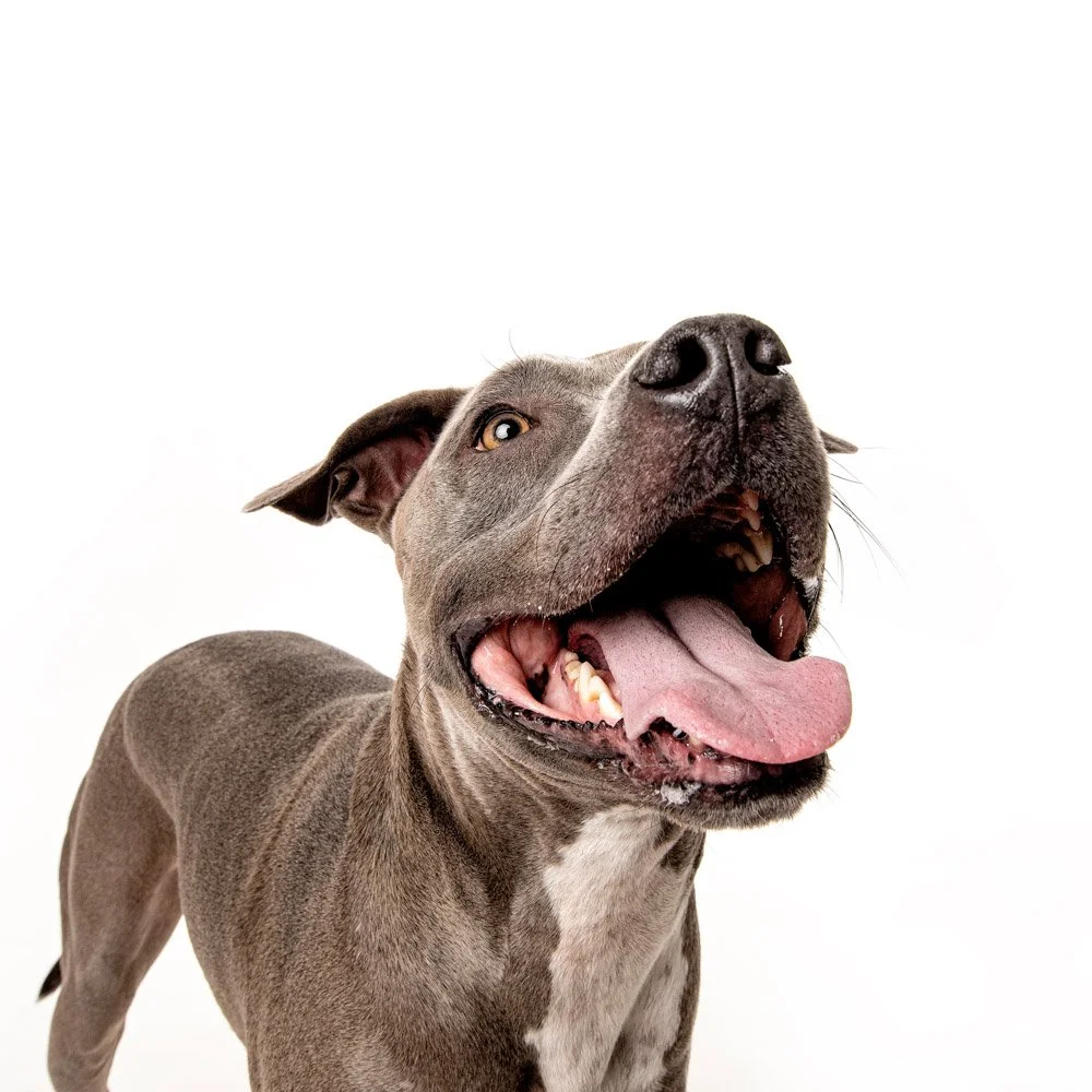Dog Images | Charlie Nunn Photography