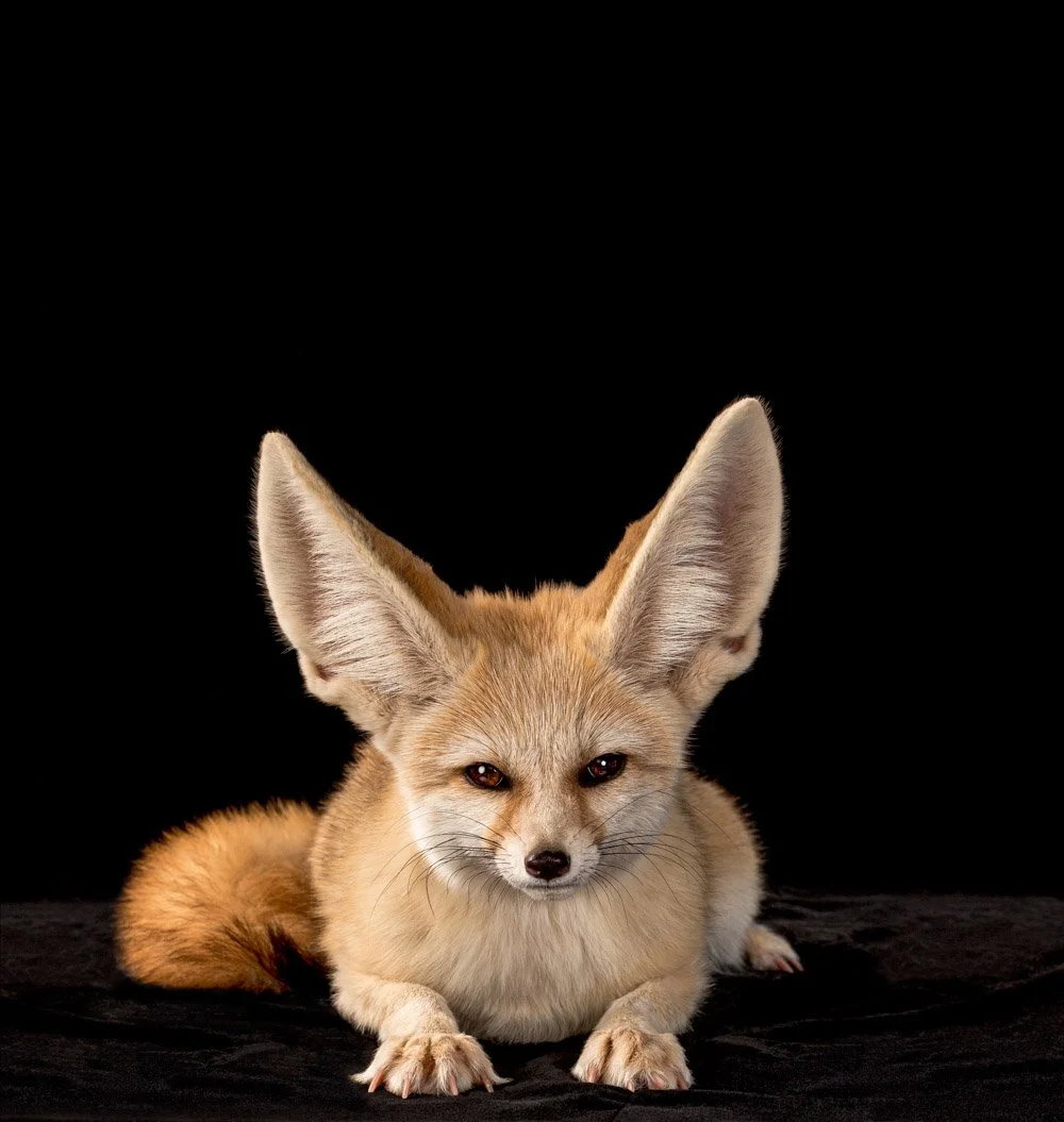 Featured Creature Images | Charlie Nunn Photography